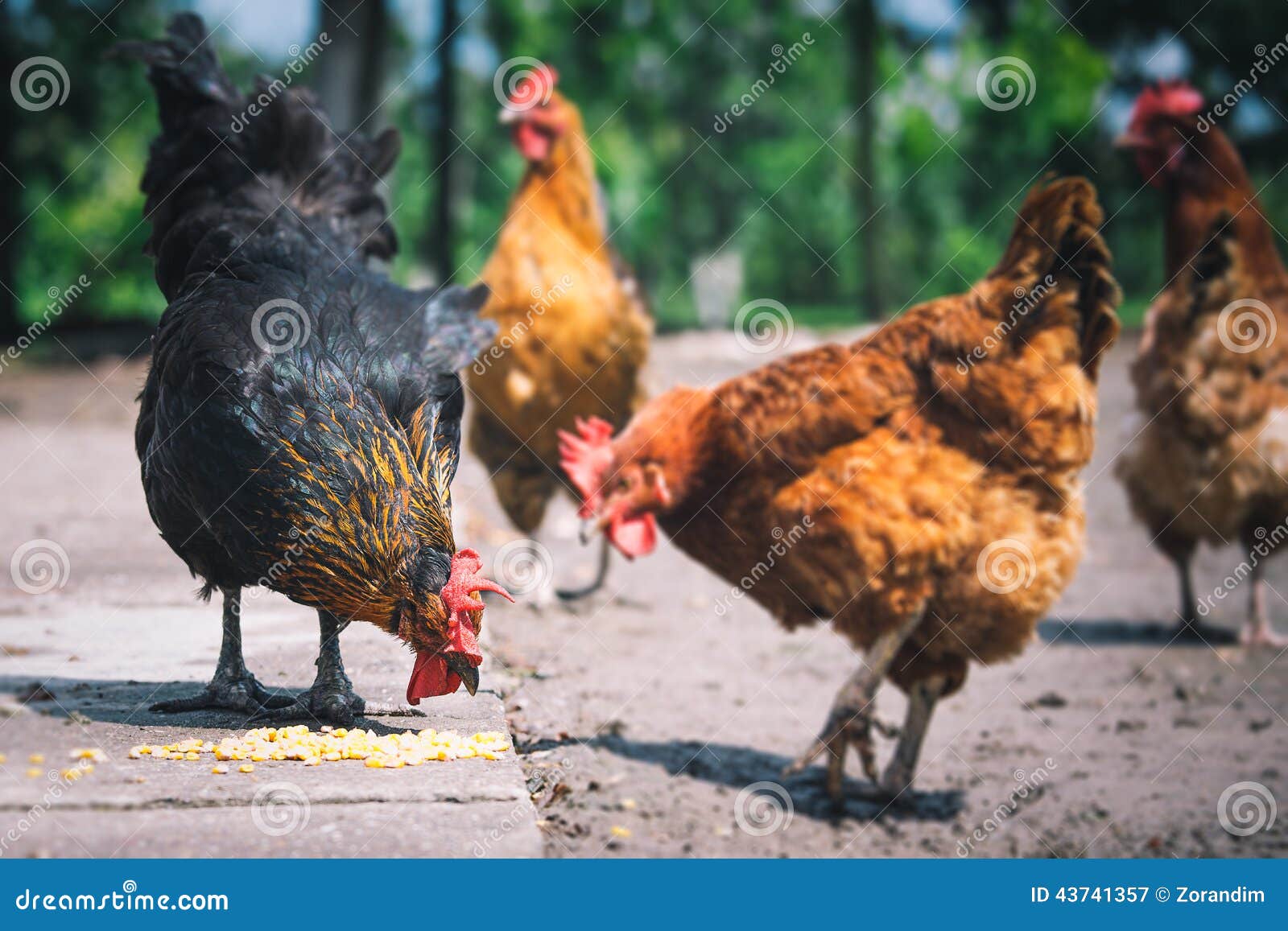 Chickens on Traditional Free Range Poultry Farm Stock Image - Image of ...