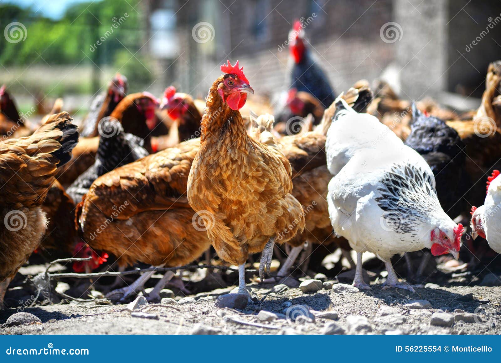 Chickens on Traditional Free Range Poultry Farm Stock Photo - Image of ...