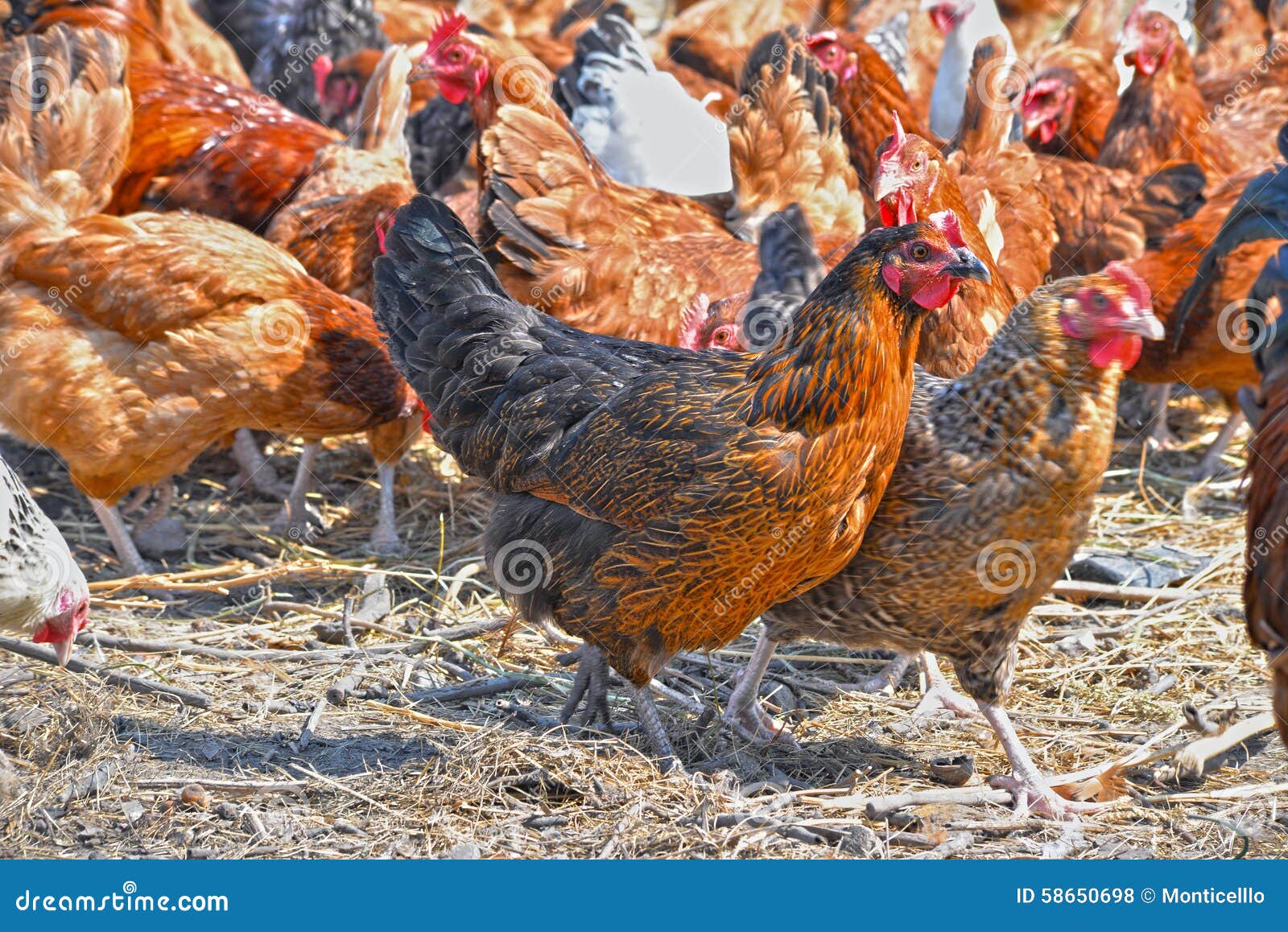 Chickens on Traditional Free Range Poultry Farm Stock Photo - Image of ...
