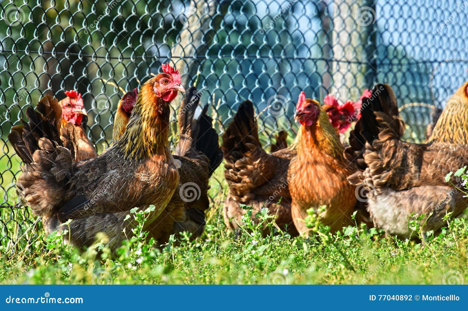 Chickens on Traditional Free Range Poultry Farm Stock Photo - Image of ...