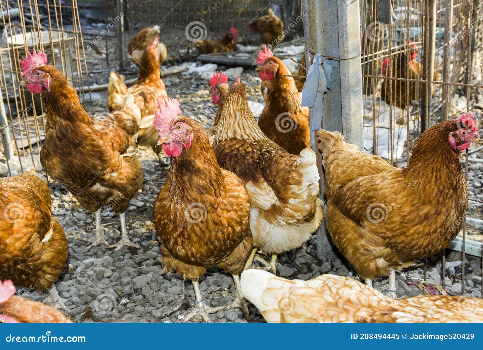 Close-up Chickens on the Poultry Farm Stock Image - Image of outdoors ...