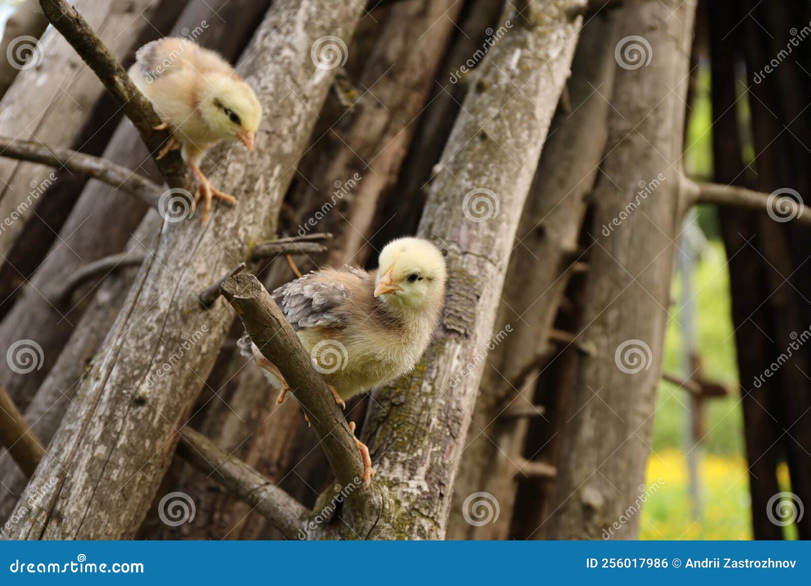 Chickens on a Tree, Free Range Poultry Stock Photo - Image of nature ...