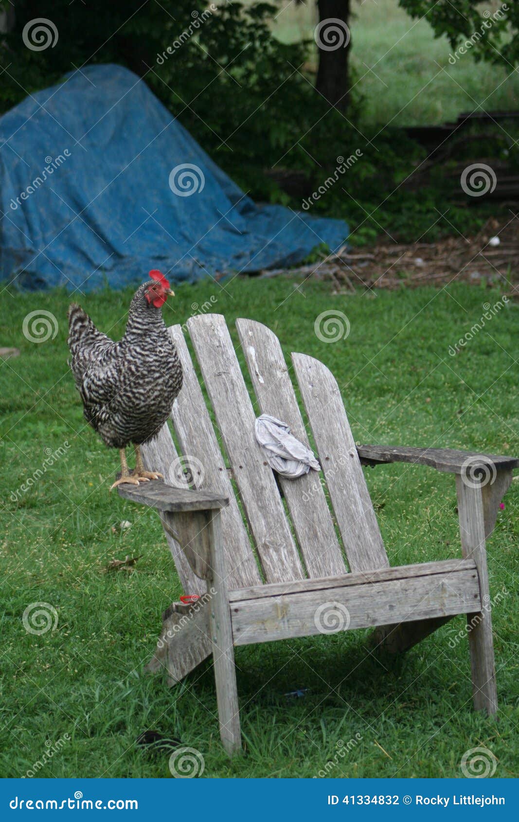 Chickens On Chair Stock Image | CartoonDealer.com #41336011