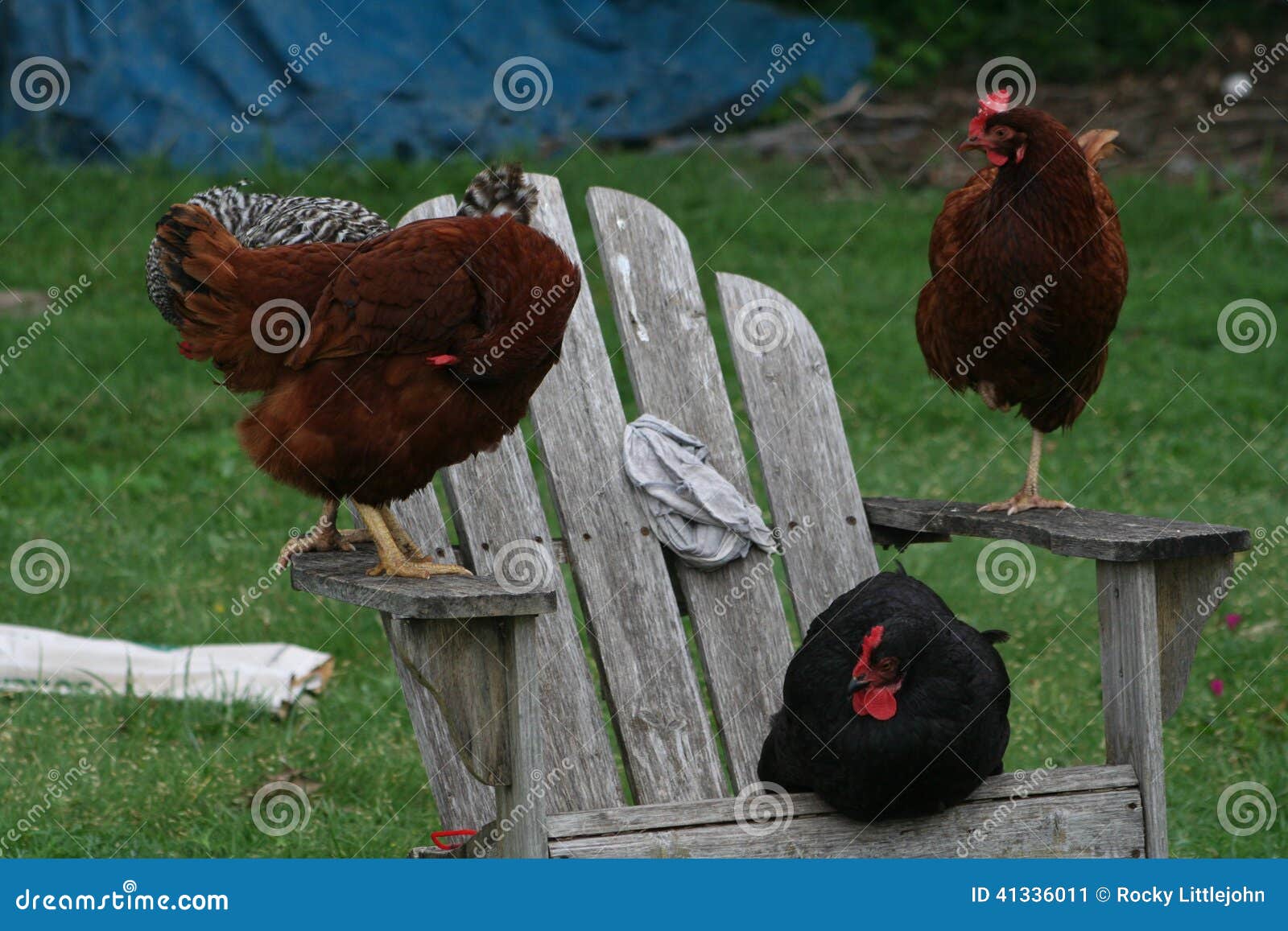 Chickens On Chair Stock Image | CartoonDealer.com #41336011