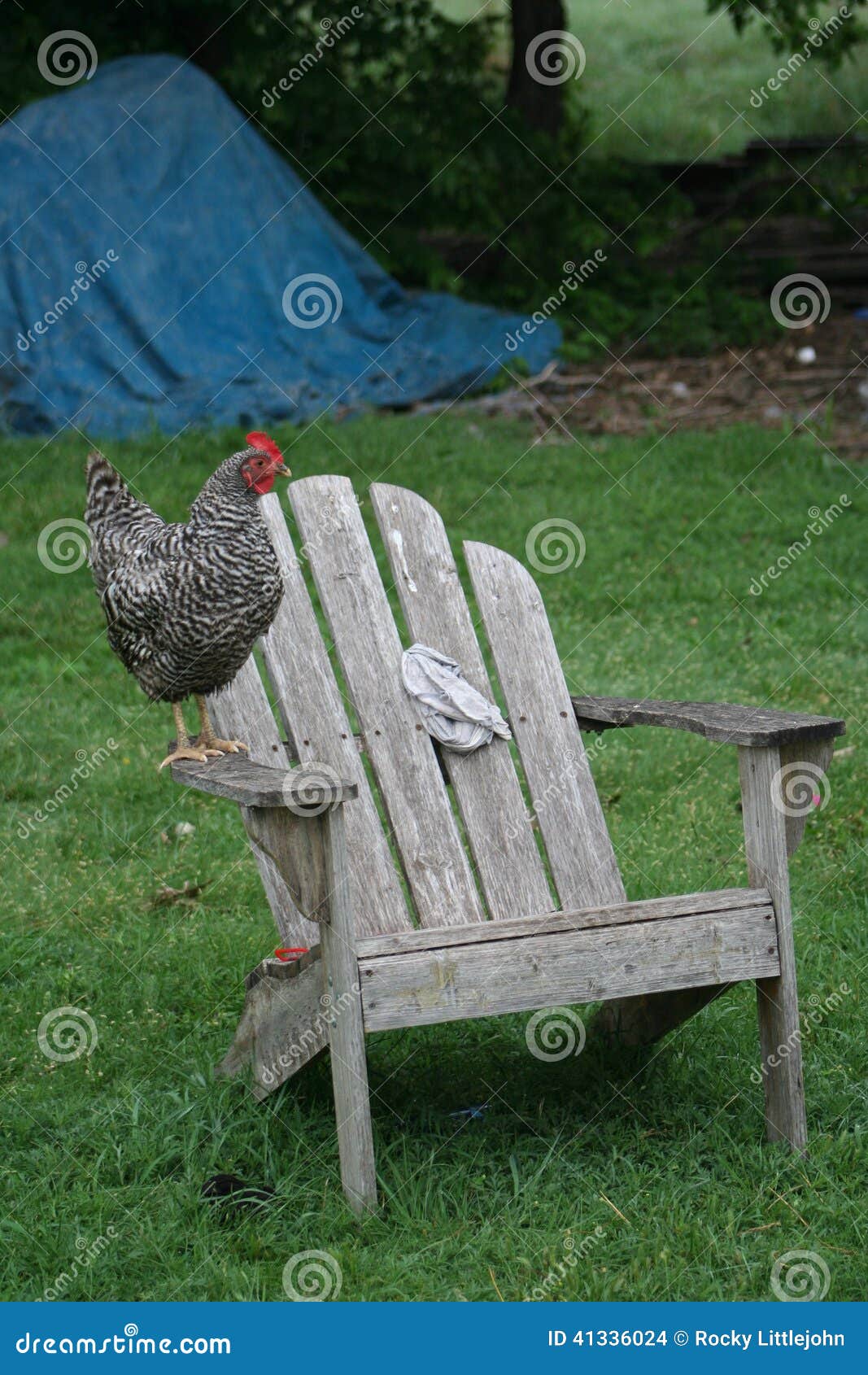 Chickens on chair stock photo. Image of eggs, flock, wyandotte - 41336024