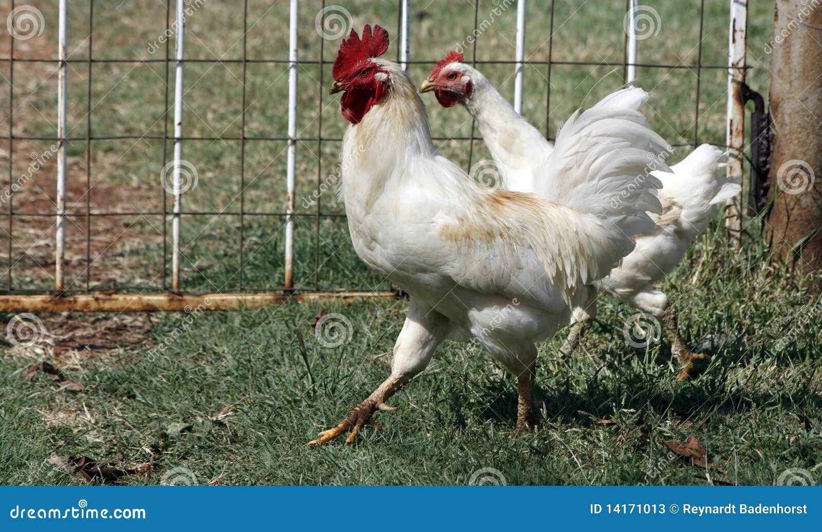 Chickens walking on farm stock image. Image of explosion - 14171013