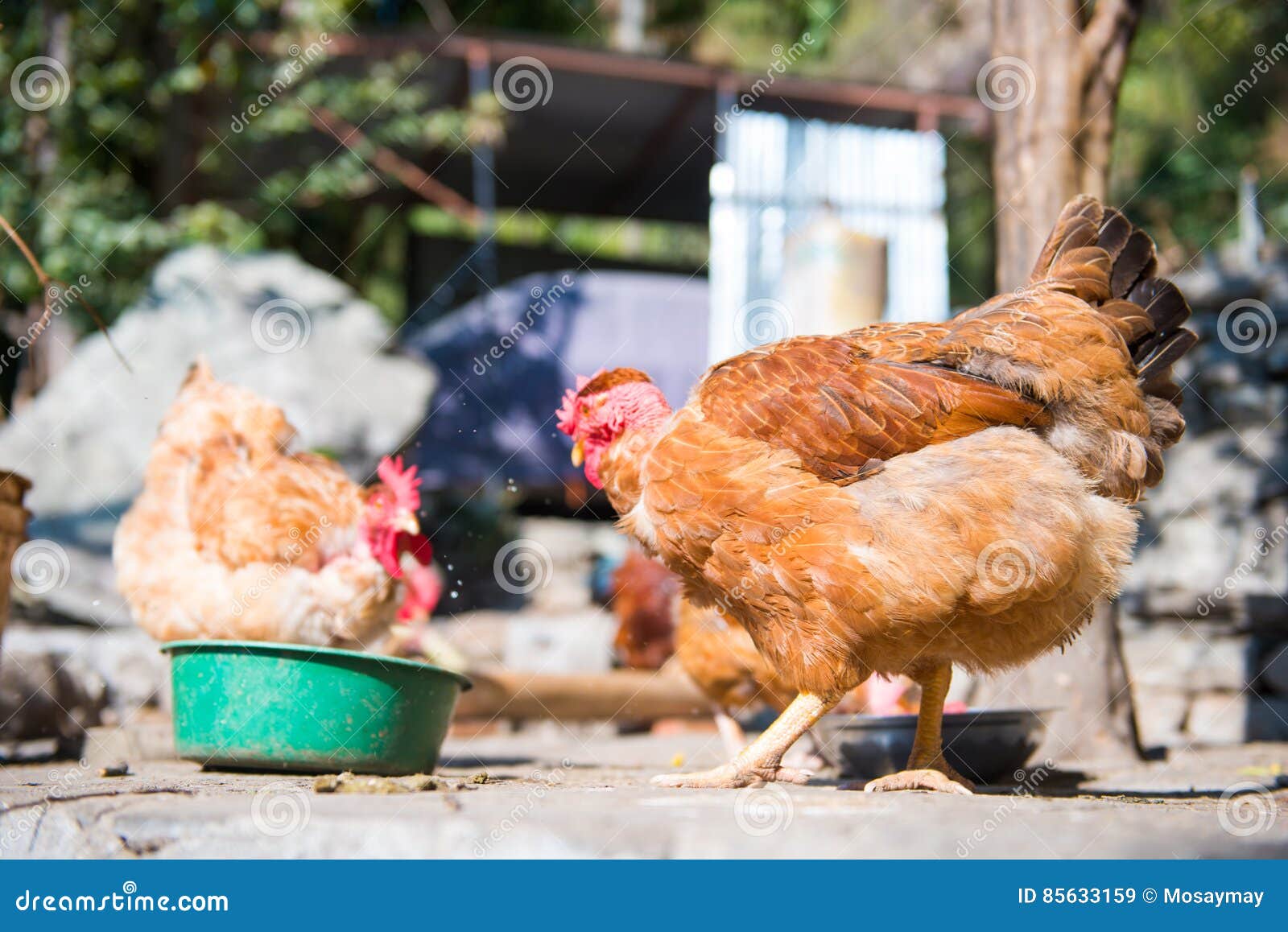 Chickens are Walking at Henhouse Stock Image - Image of farm, live ...
