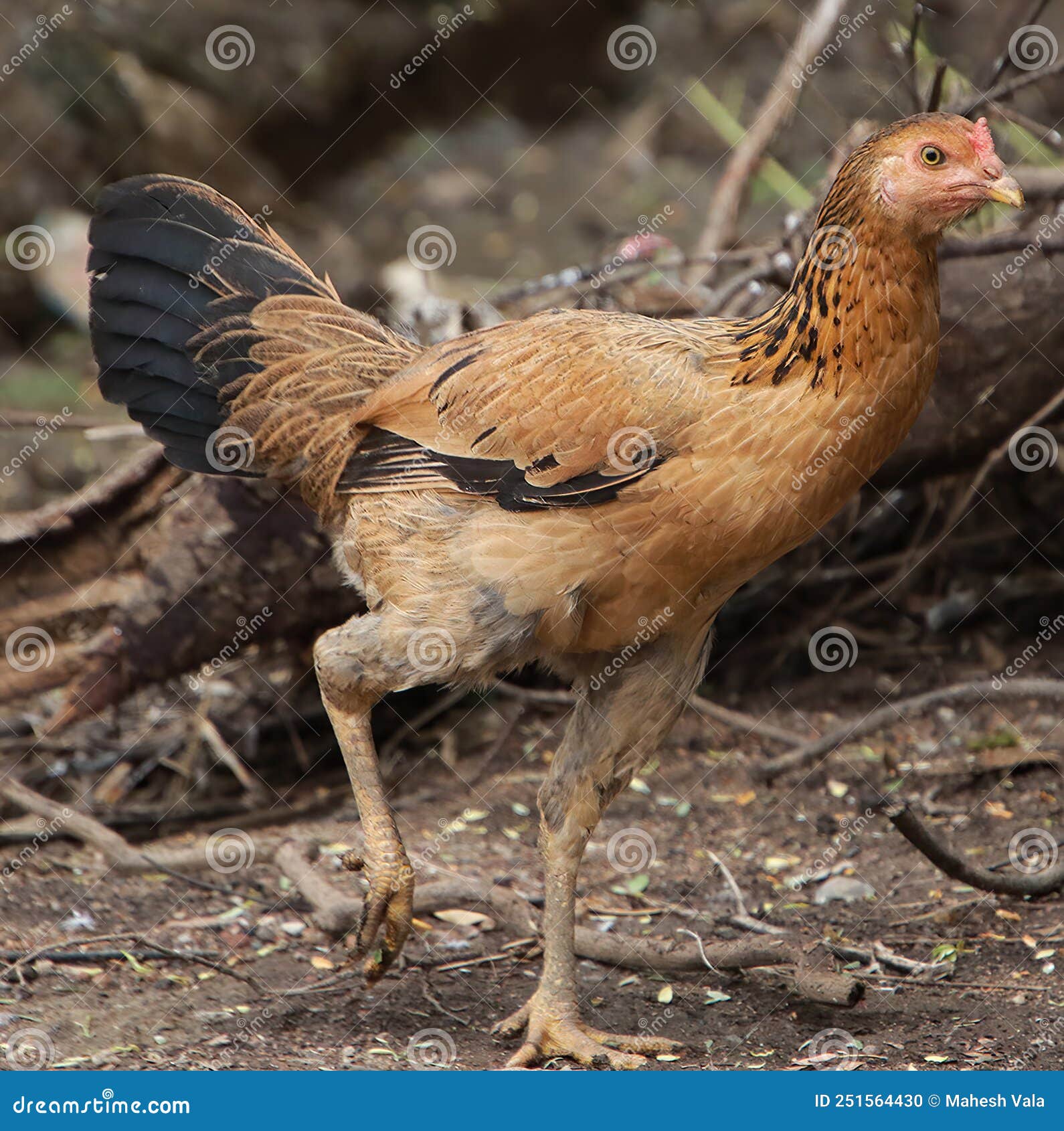 Chickens Walking with One Leg Up and Looking Stock Photo - Image of ...