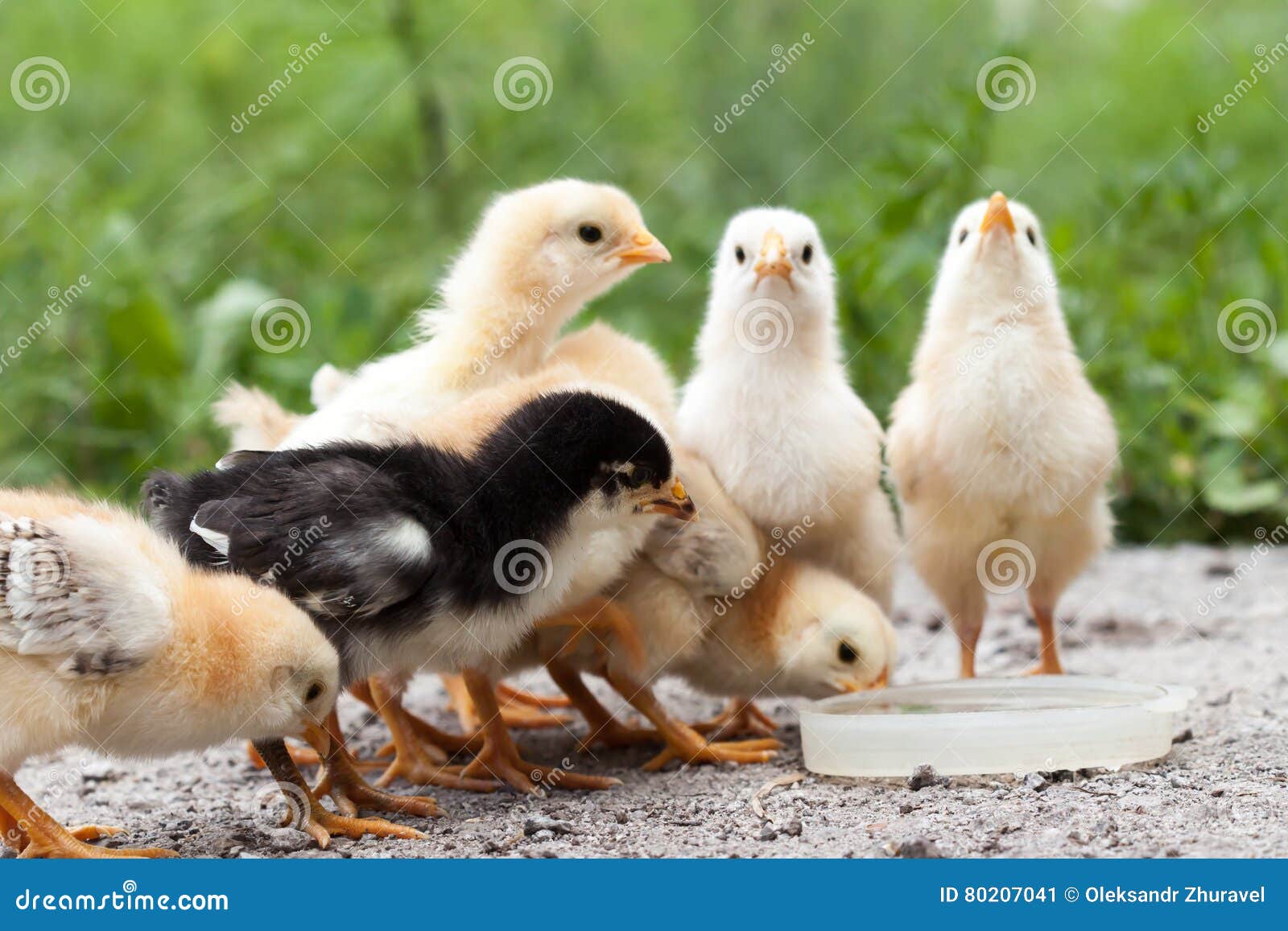 Chickens stock image. Image of feeding, eating, farmhouse - 80207041