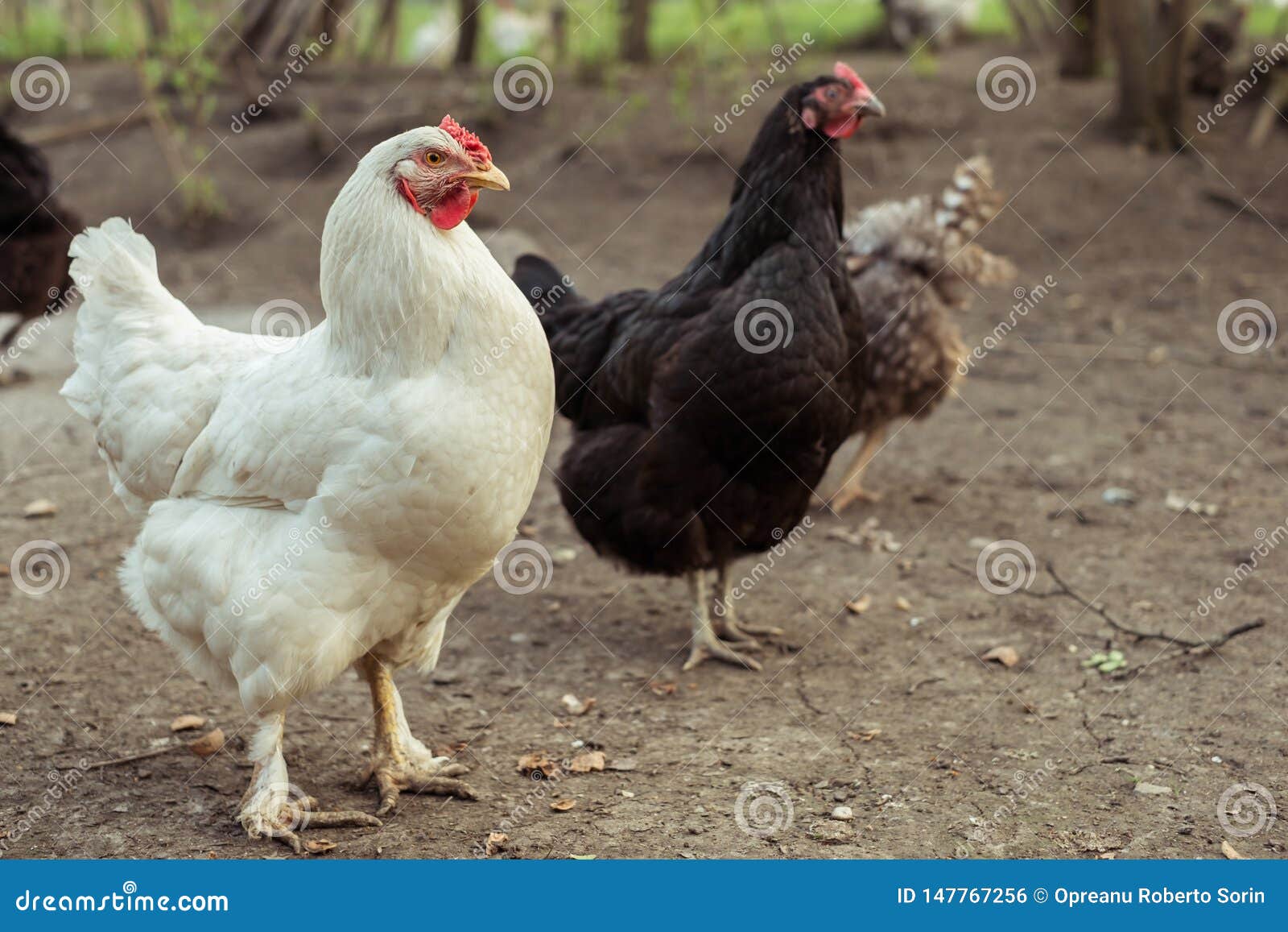 Chickens in the yard stock photo. Image of domestic - 147767256