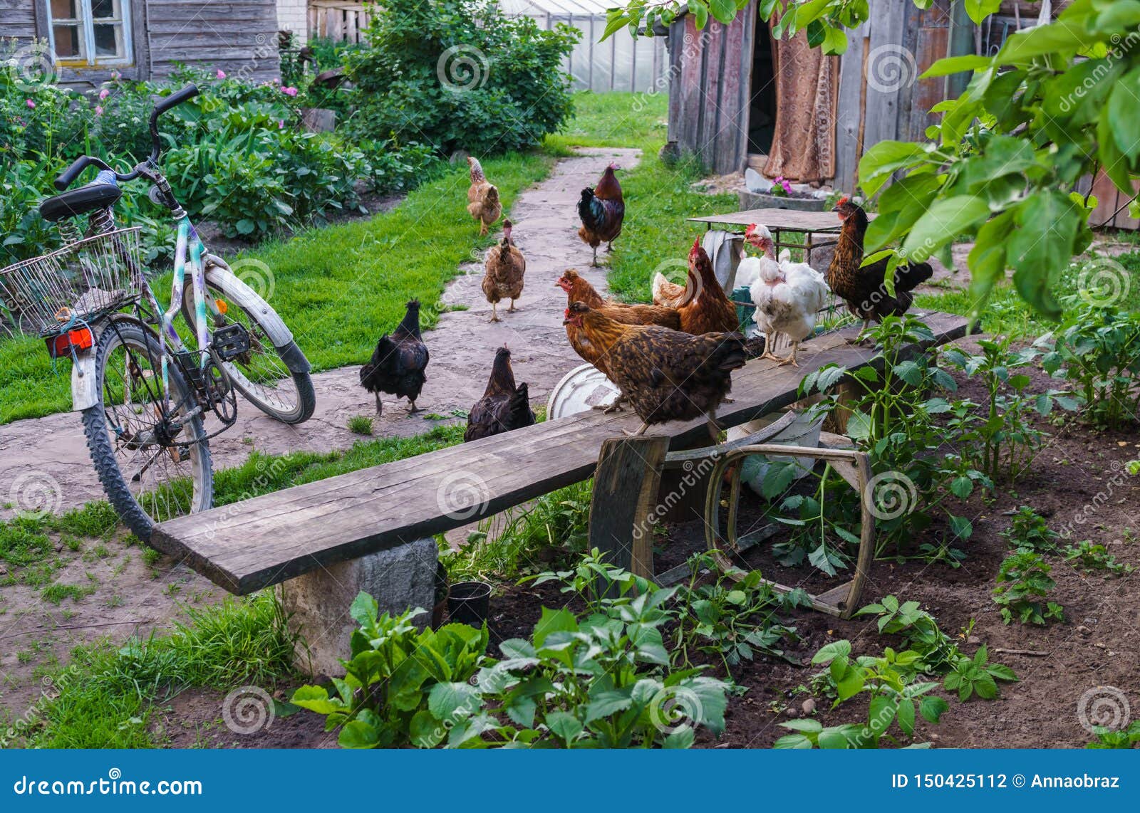 Chickens in the Yard Sit on the Bench and Walk Along the Path Stock ...