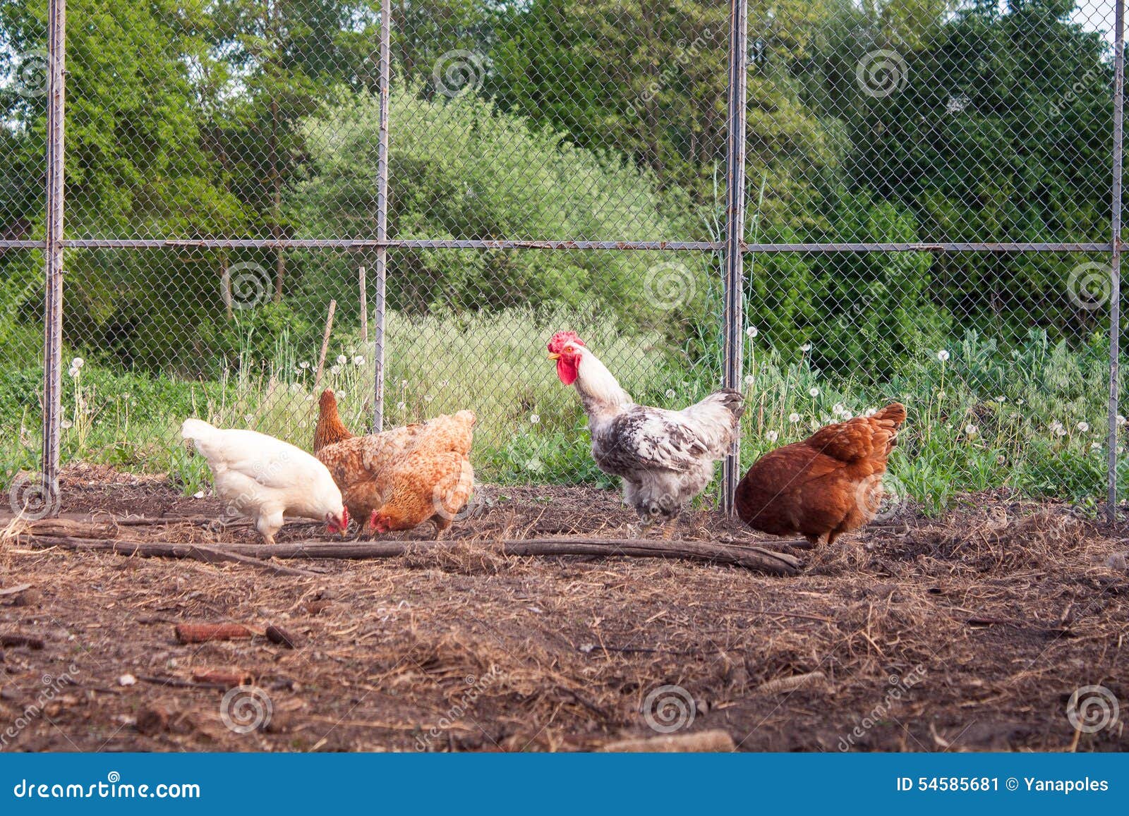 Chickens on the yard stock image. Image of organic, grass - 54585681