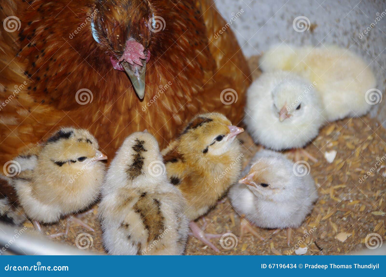 Chicklings stock photo. Image of chick, mother, green - 67196434