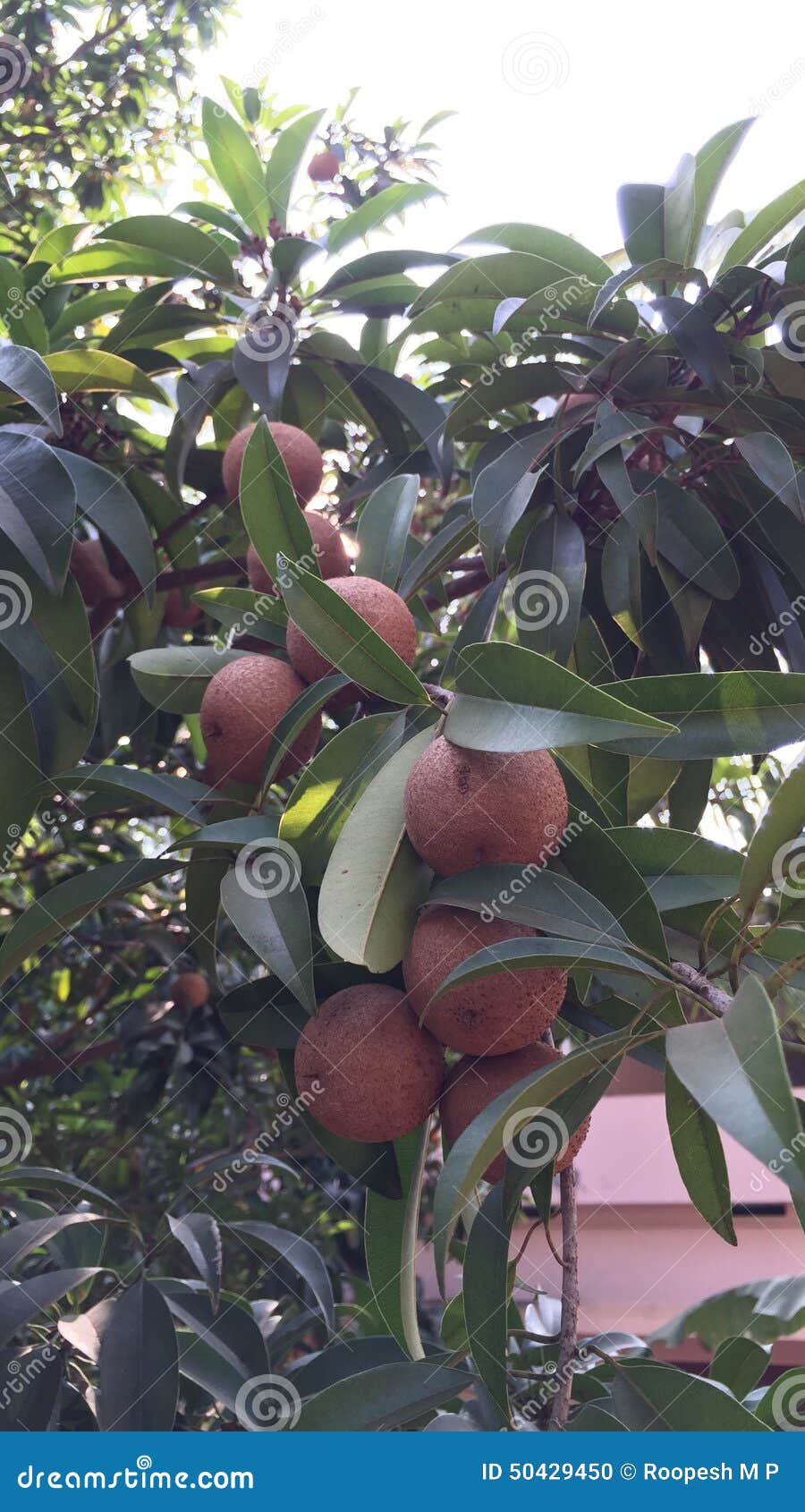 Chickoo stock photo. Image of kannur, fruits, hanging - 50429450