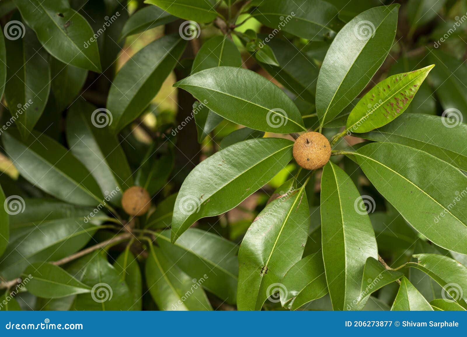 Chickoo / Sapodilla Fruits Ripe on Tree with Green Leafs in Sunlight ...