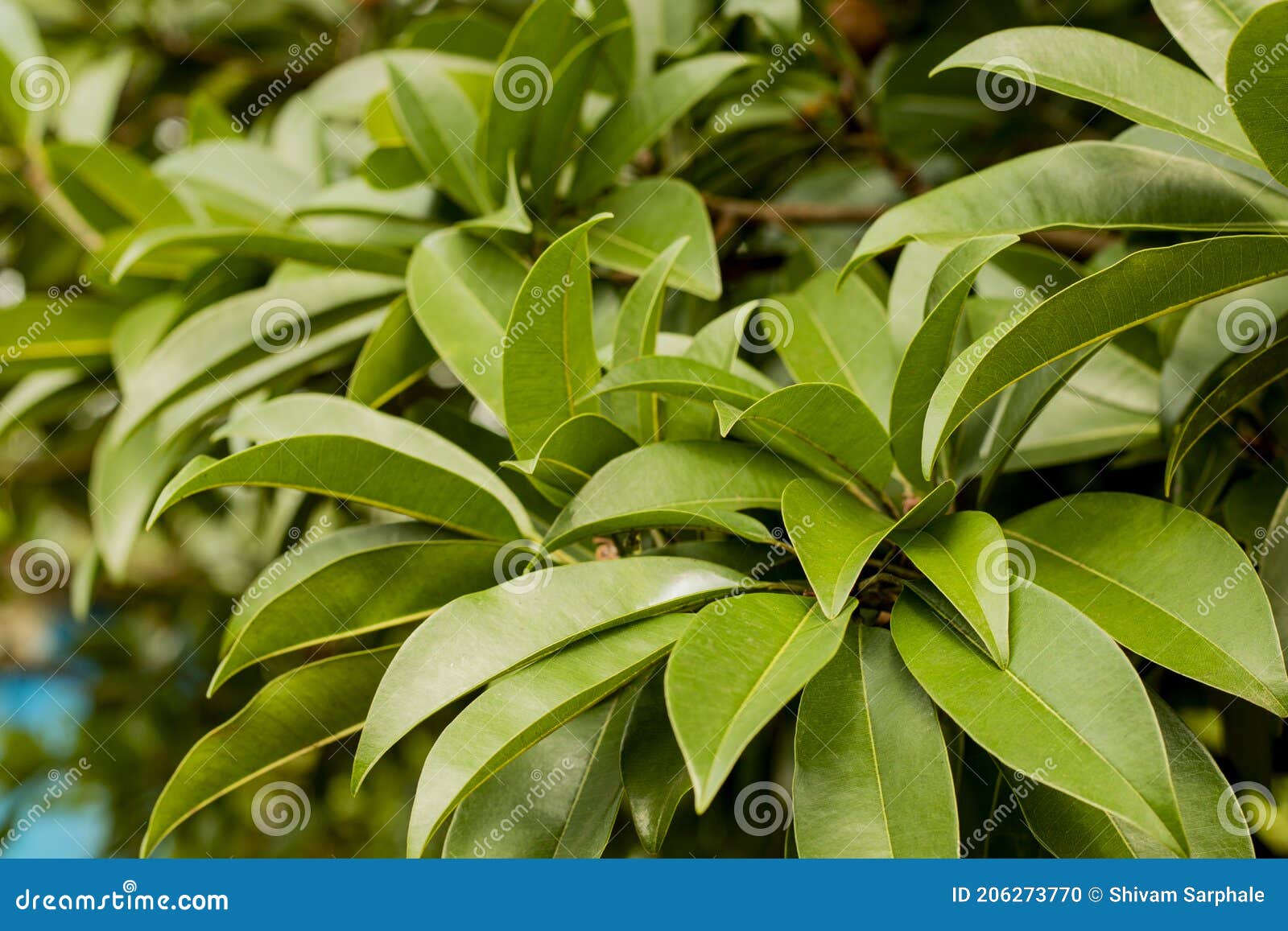 Chickoo / Sapodilla Fruits Tree with Green Leafs in Sunlight Stock ...