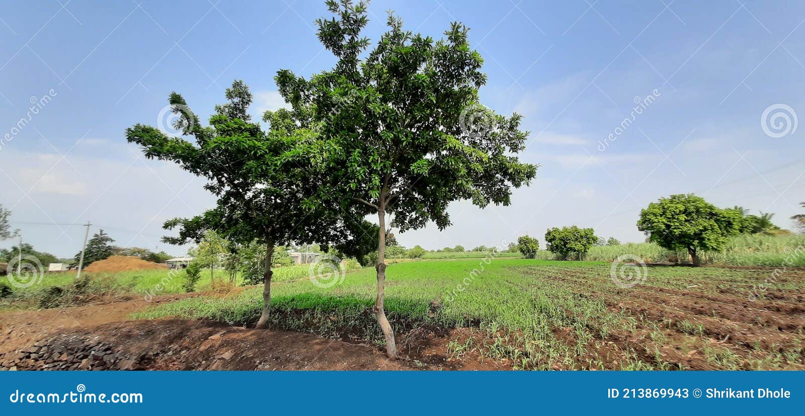 Chickoo tree indian stock image. Image of evergreen - 213869943