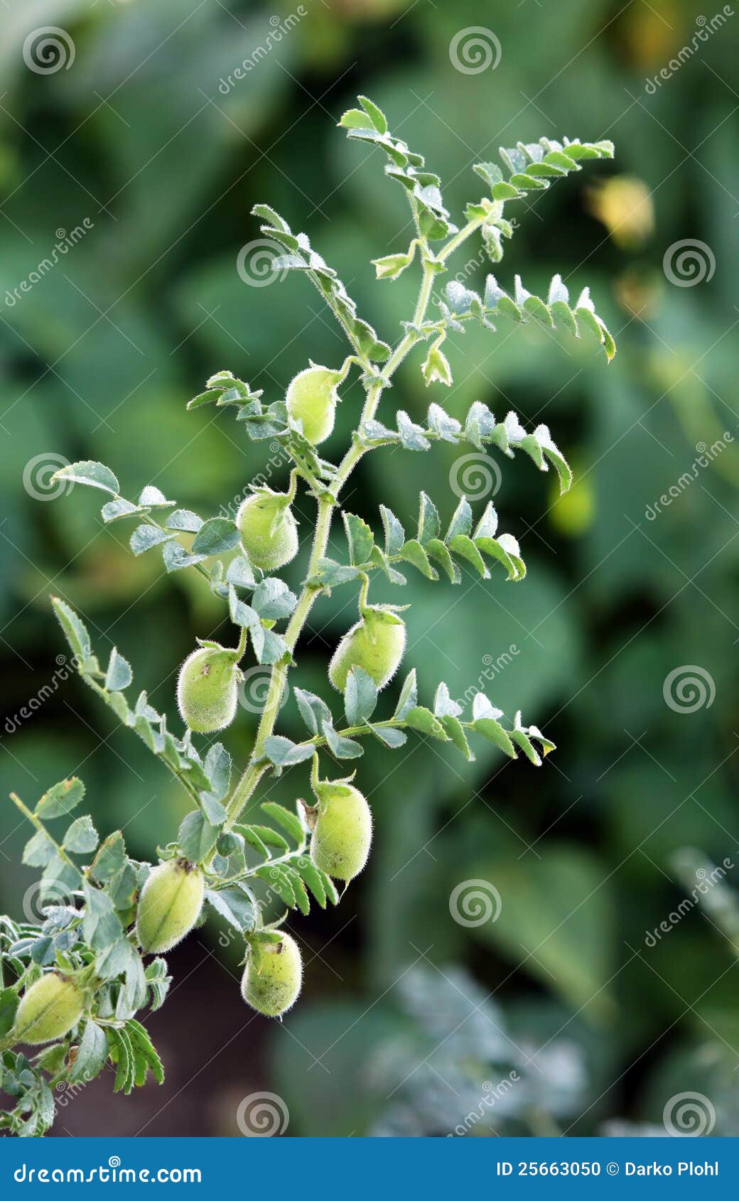 Chickpea stock photo. Image of bengal, gram, seedpod - 25663050
