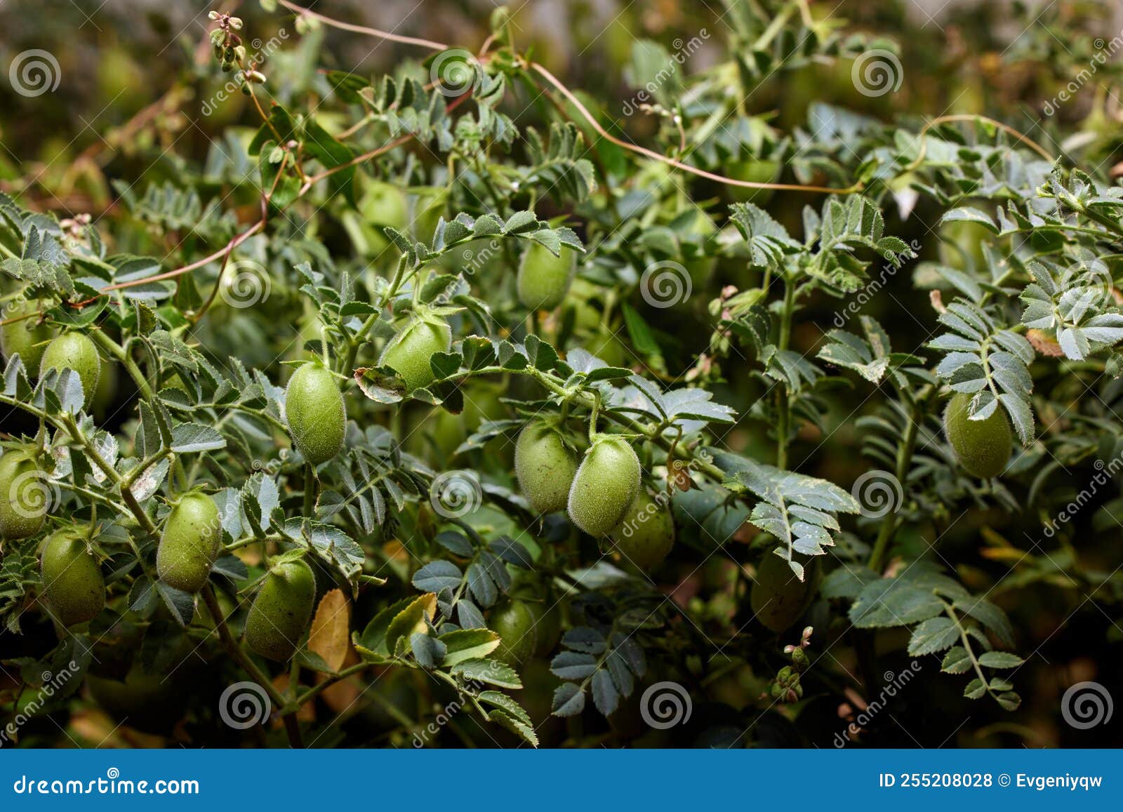 Chickpea Bush. Chickpeas Ripening in the Field Stock Photo - Image of ...