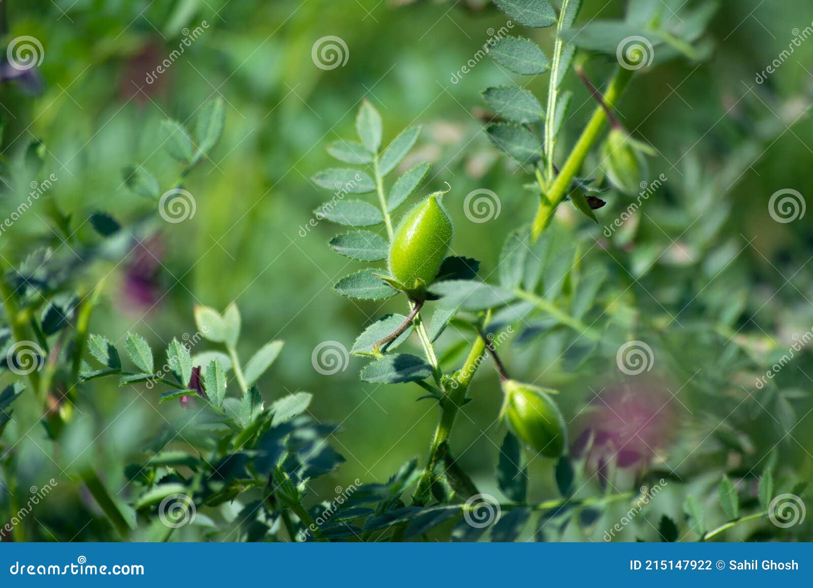 Chickpea. stock photo. Image of farm, cultivate, diet - 215147922