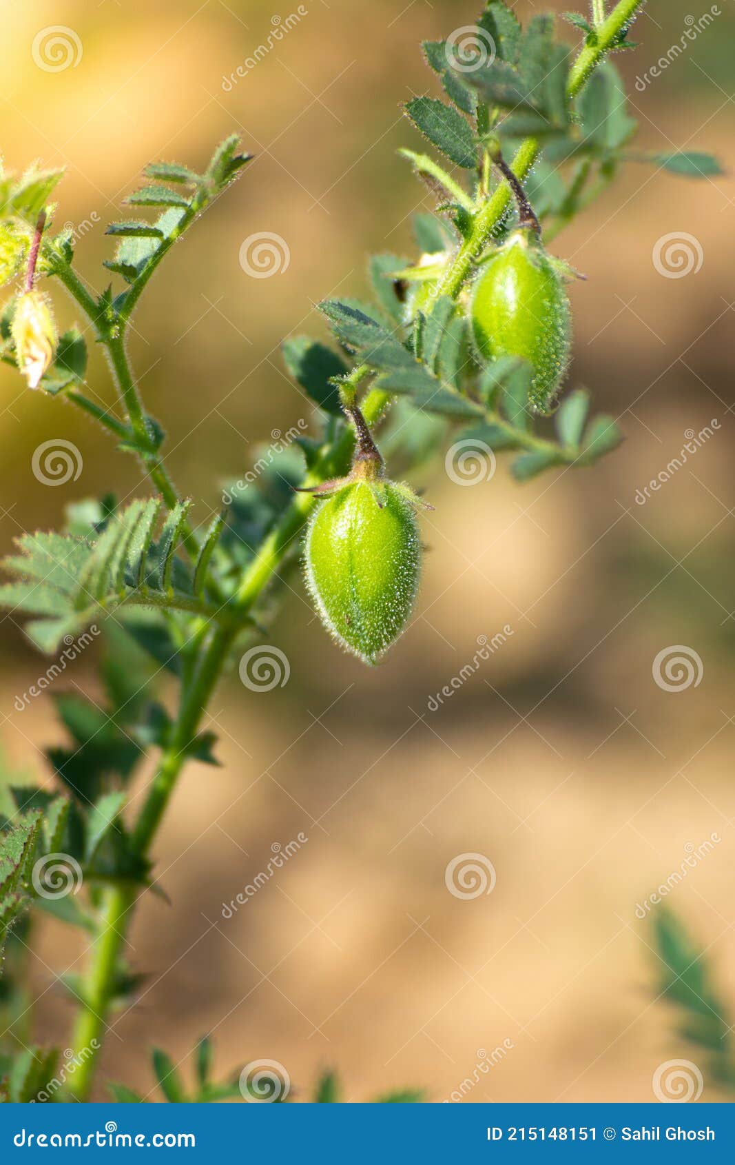 Chickpea. stock image. Image of farm, green, agricultural - 215148151