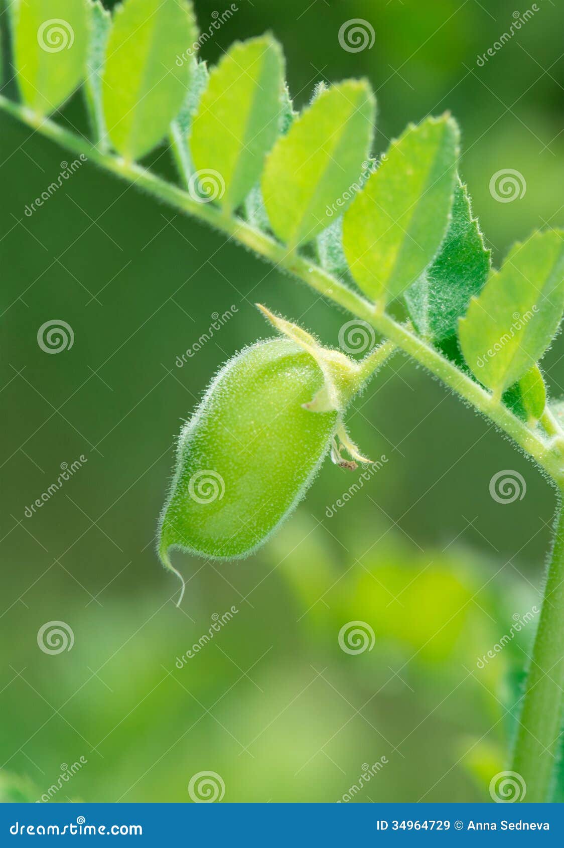 Chickpea (Cicer arietinum) stock image. Image of background - 34964729