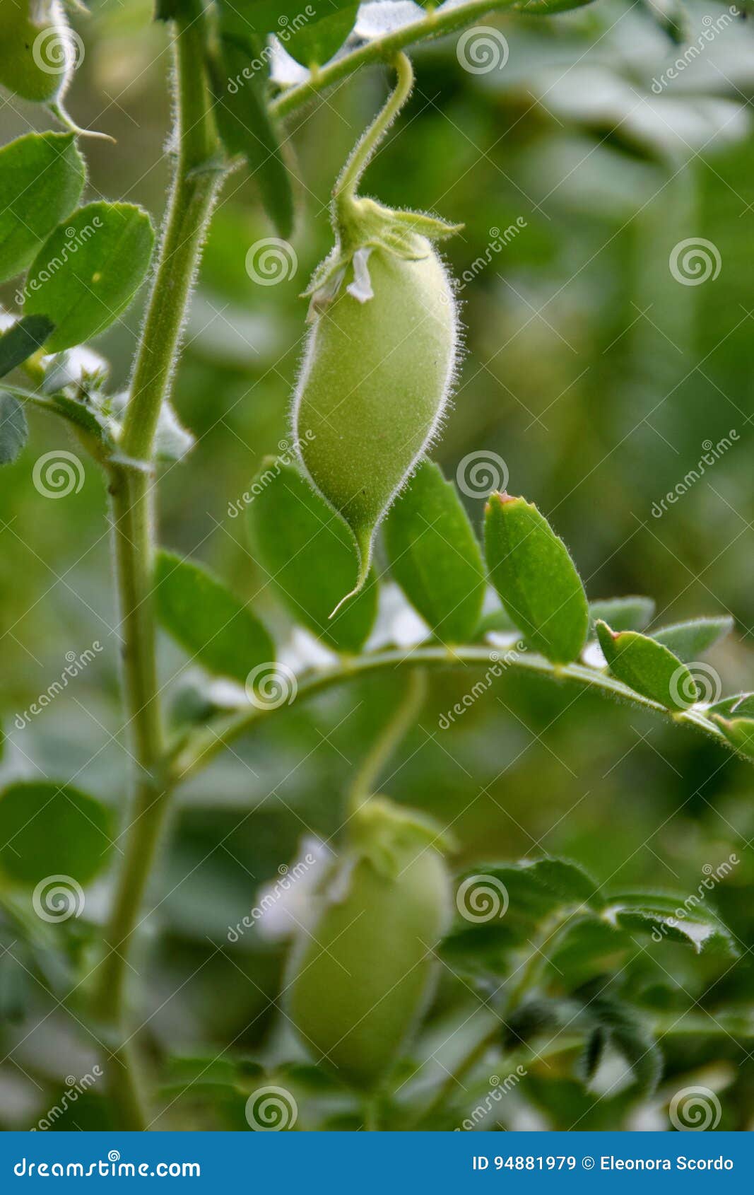 Chickpea pods stock image. Image of garden, pods, ripe - 94881979