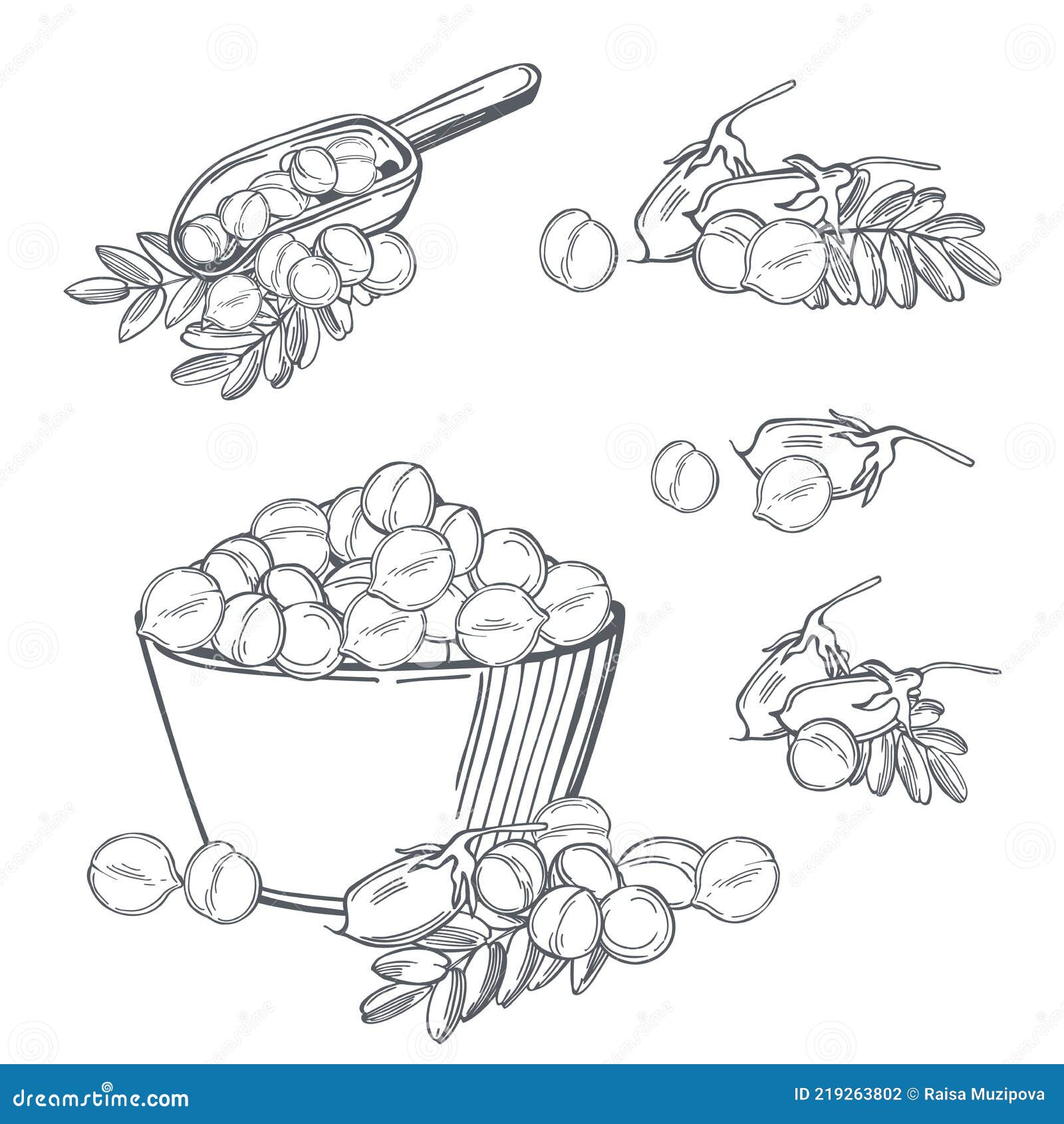 Chickpeas Beans. Vector Illustration Stock Vector - Illustration of ... Chickpeas Beans. Vector Illustration Stock Vector - Illustration of ...