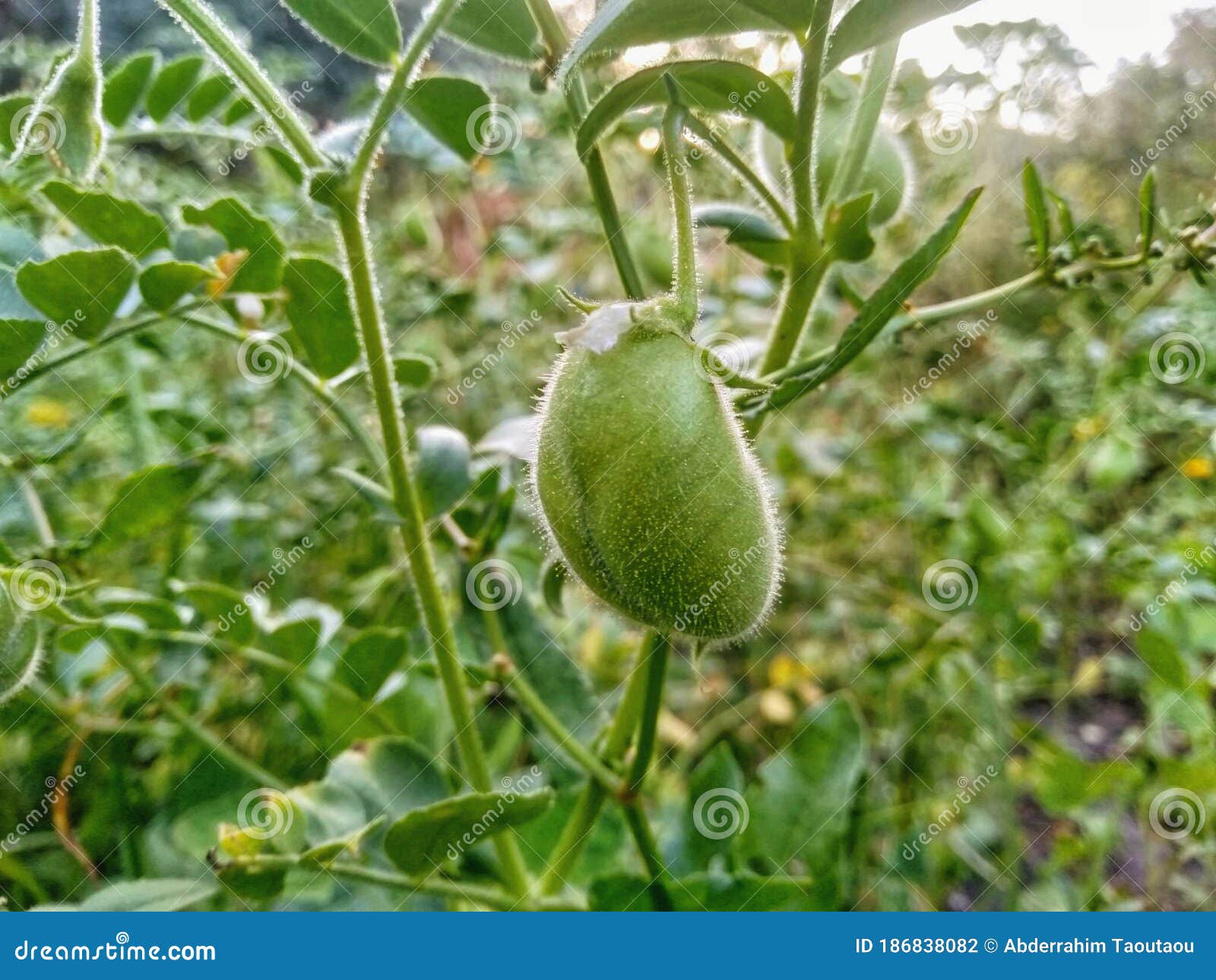 Chickpeas on the farm stock photo. Image of garden, grass - 186838082