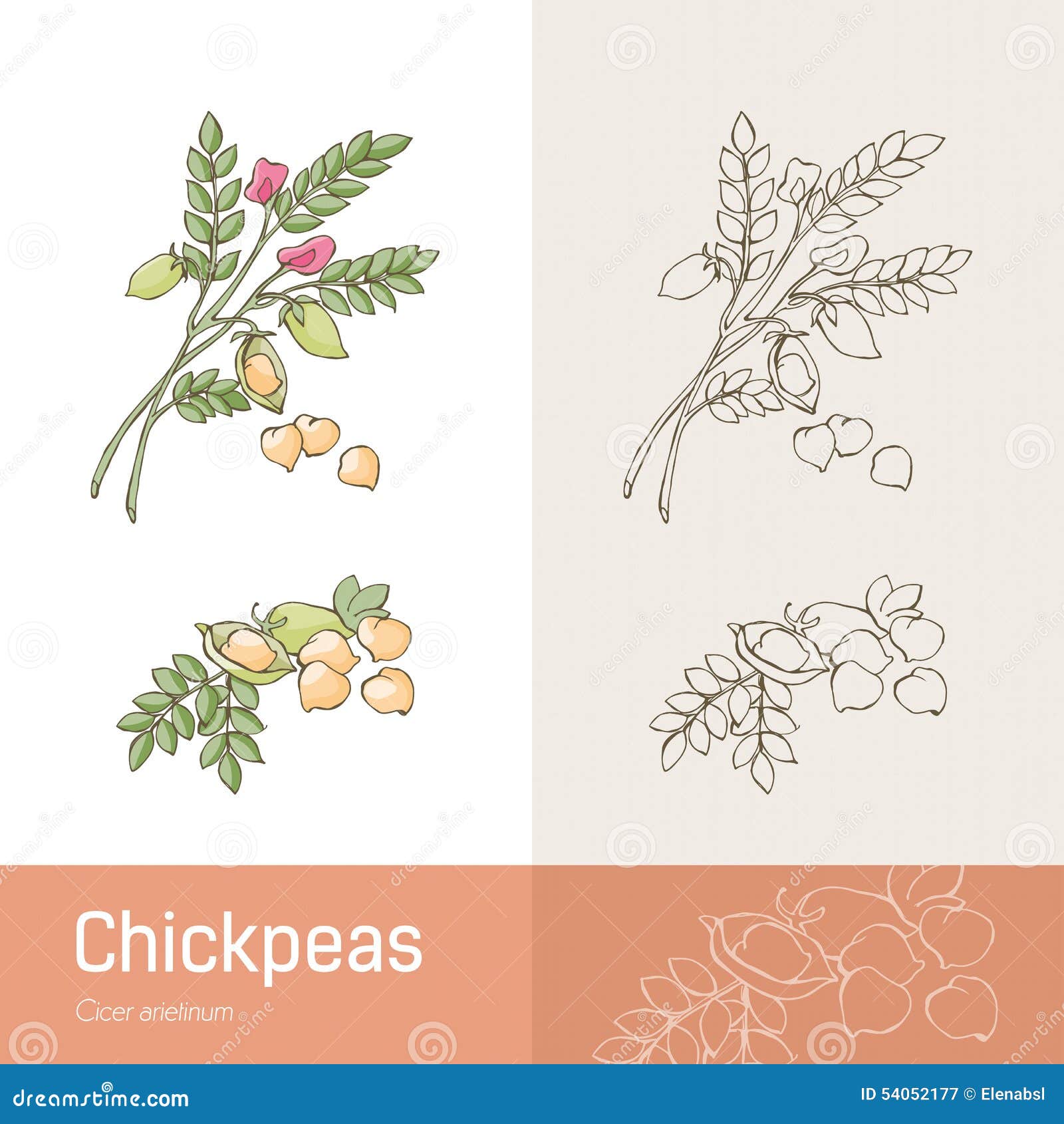 Chickpeas stock vector. Illustration of medicine, nature - 54052177
