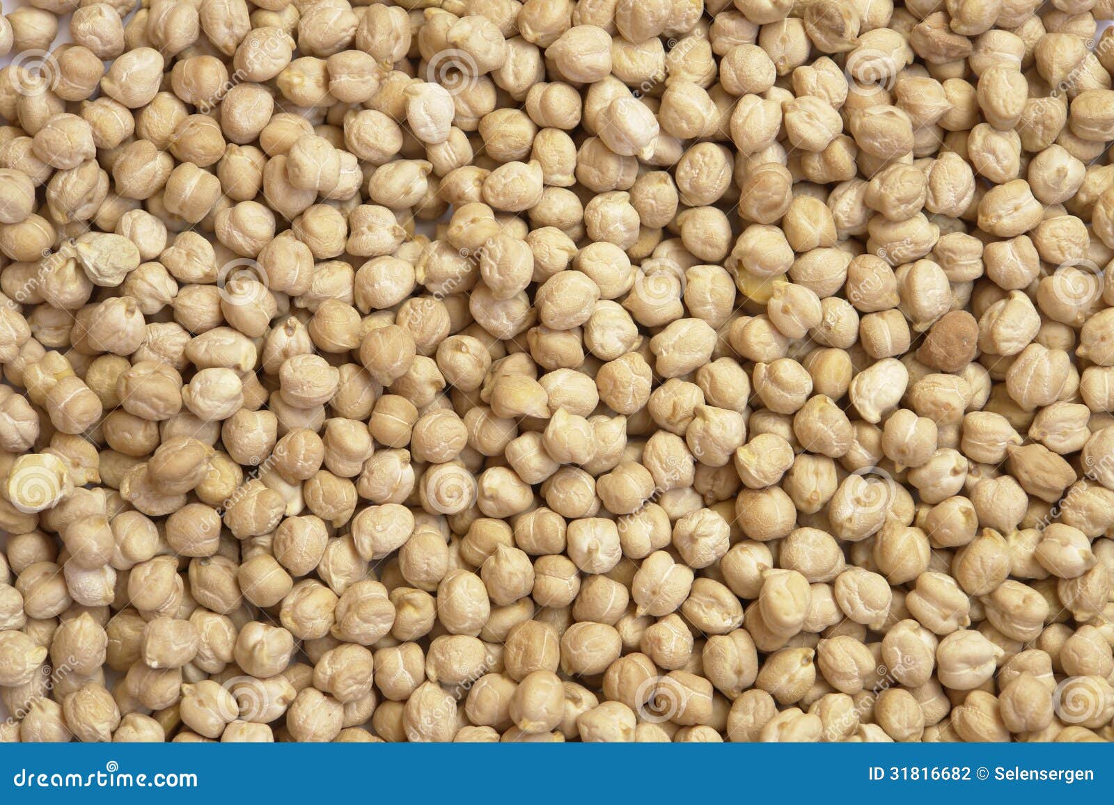 Chickpeas stock photo. Image of agriculture, chickpea - 31816682