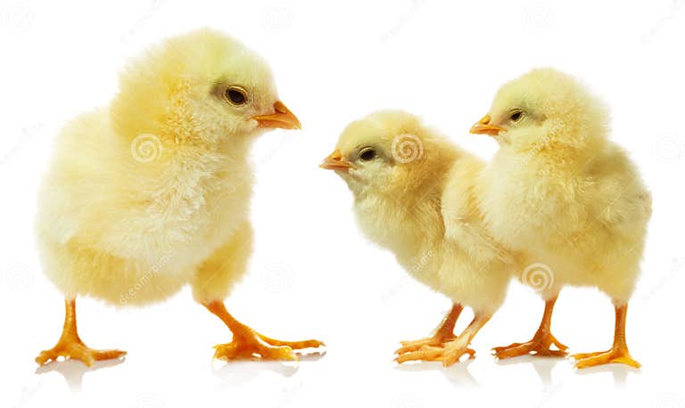 Chicks stock image. Image of chicklet, fledgling, agricultural - 13010007