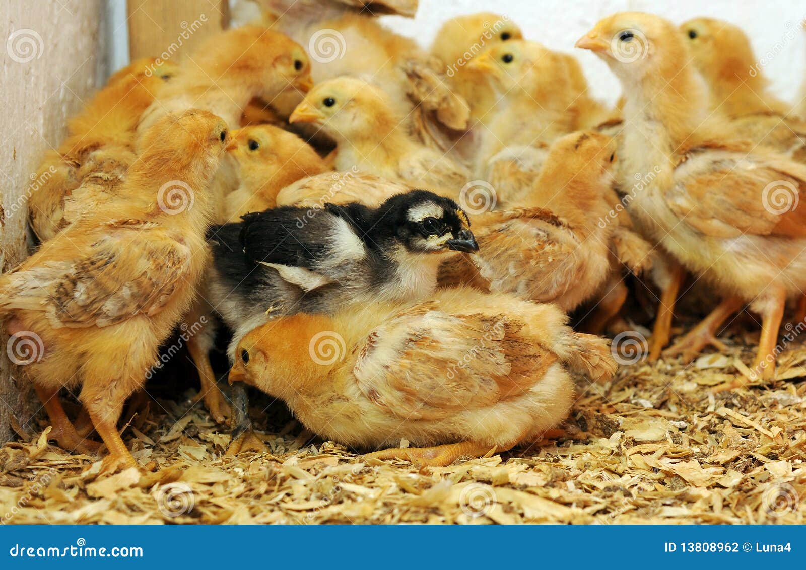 Chicks stock photo. Image of agriculture, group, young - 13808962
