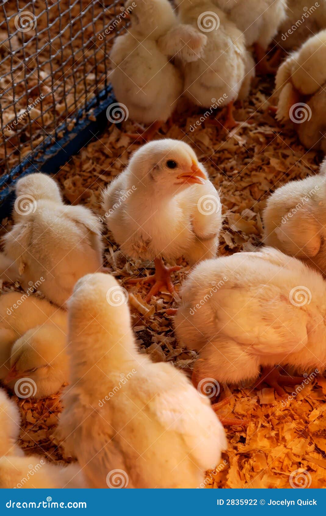 Newl Hatched Chicks stock photo. Image of fluffy, hatch - 2835922