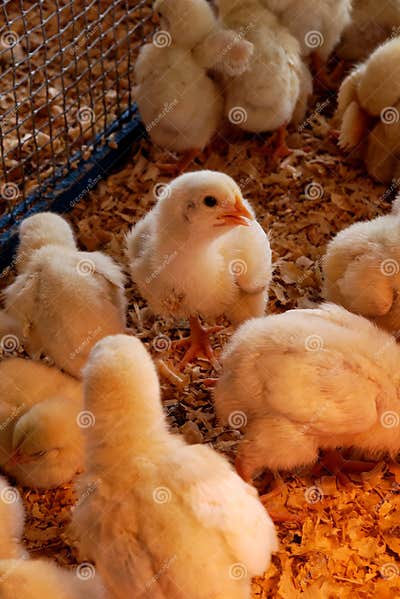 Newl Hatched Chicks stock photo. Image of fluffy, hatch - 2835922