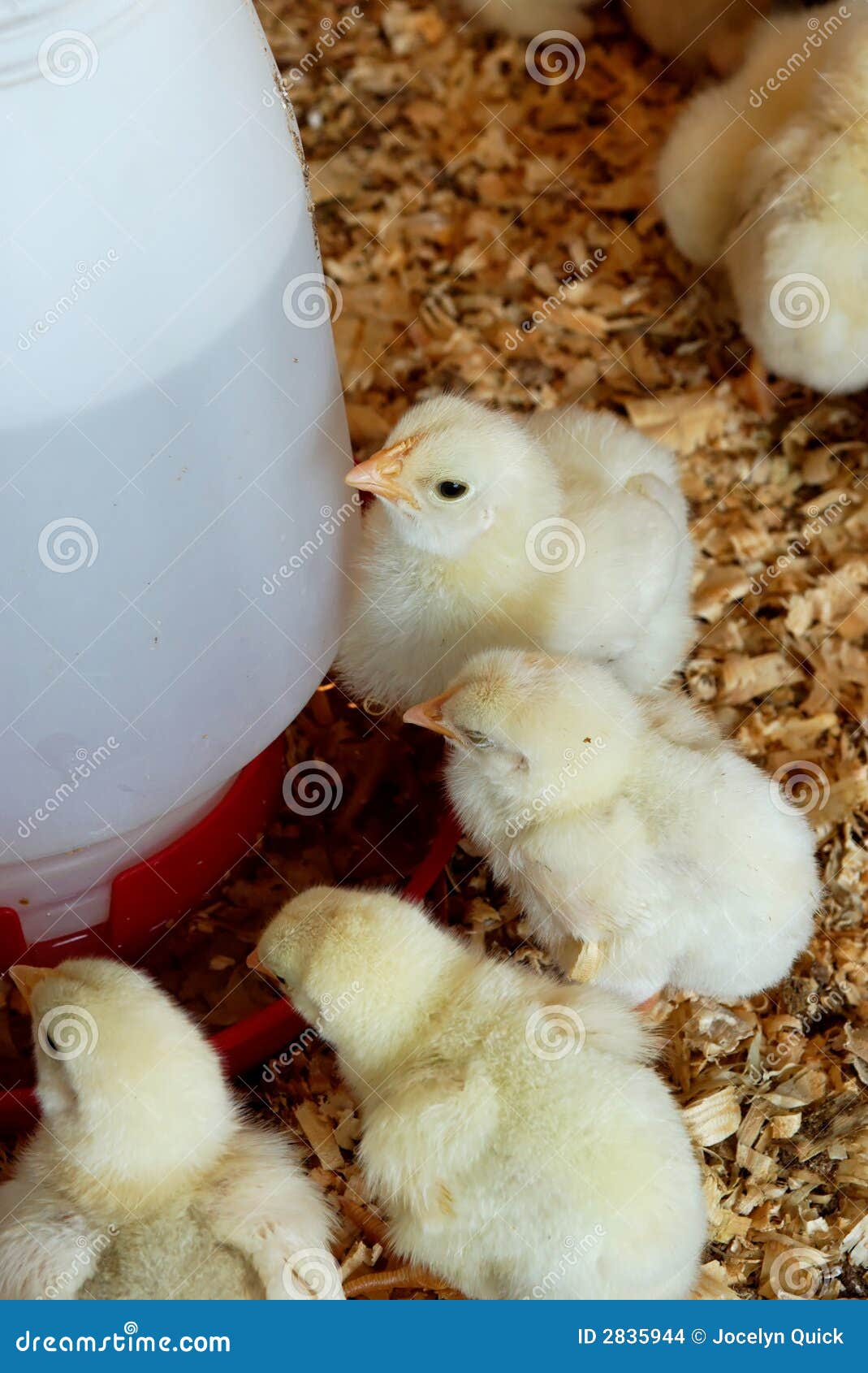 Chicks stock photo. Image of food, agriculture, economy - 2835944