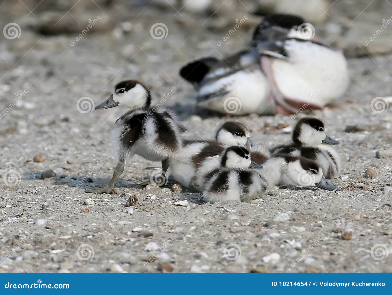 Chicks and Adult Shelduck on the Shore Stock Image - Image of group ...