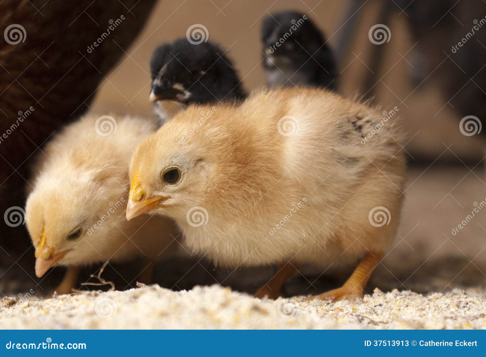 Chicks stock image. Image of group, closeup, brown, grass - 37513913