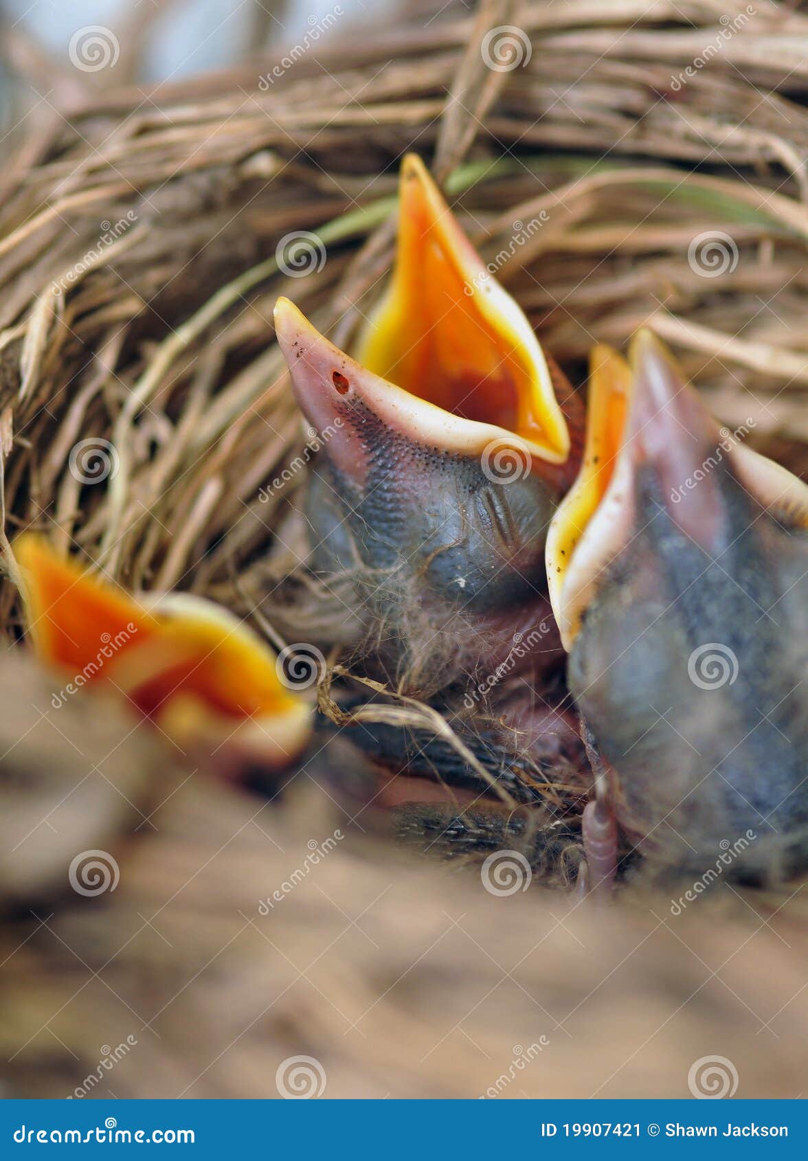 Chicks in birds nest stock image. Image of closeup, adorable - 19907421