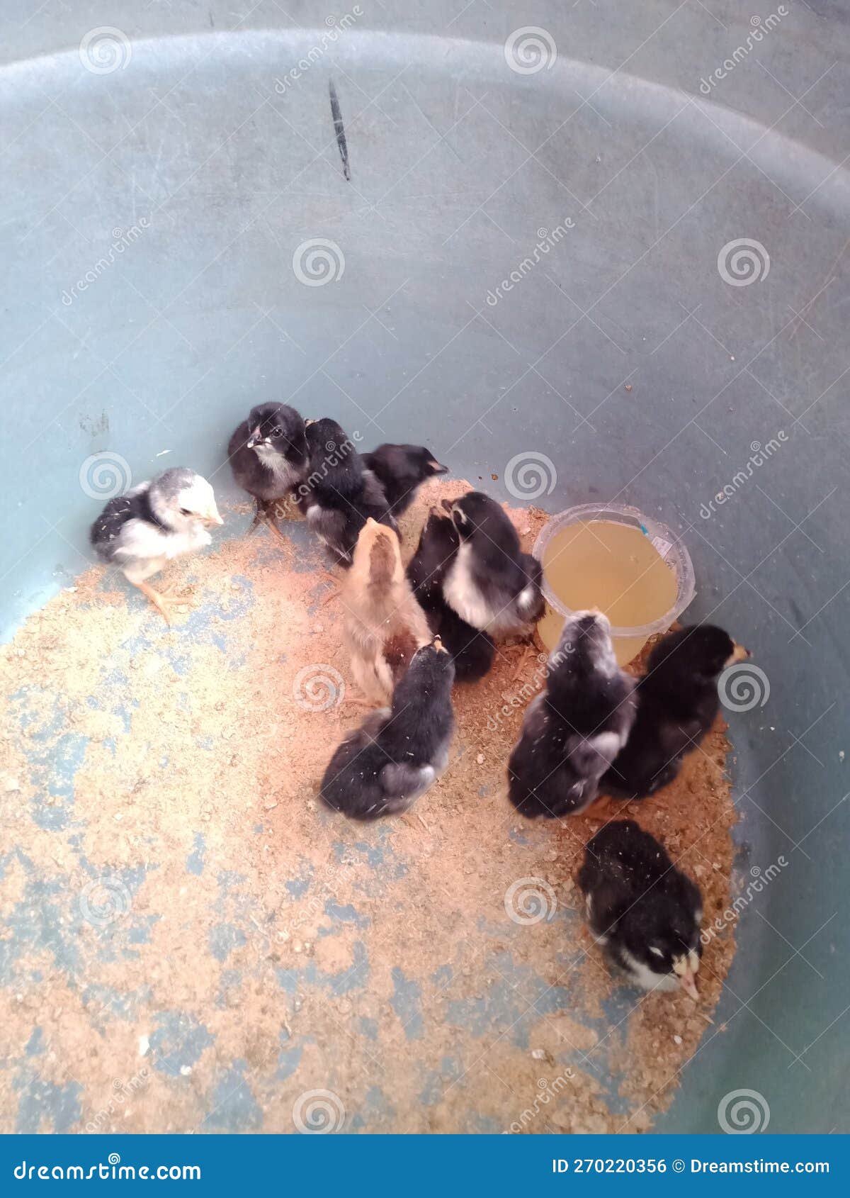 Chicks in the Bucket stock photo. Image of blue, carnivore - 270220356