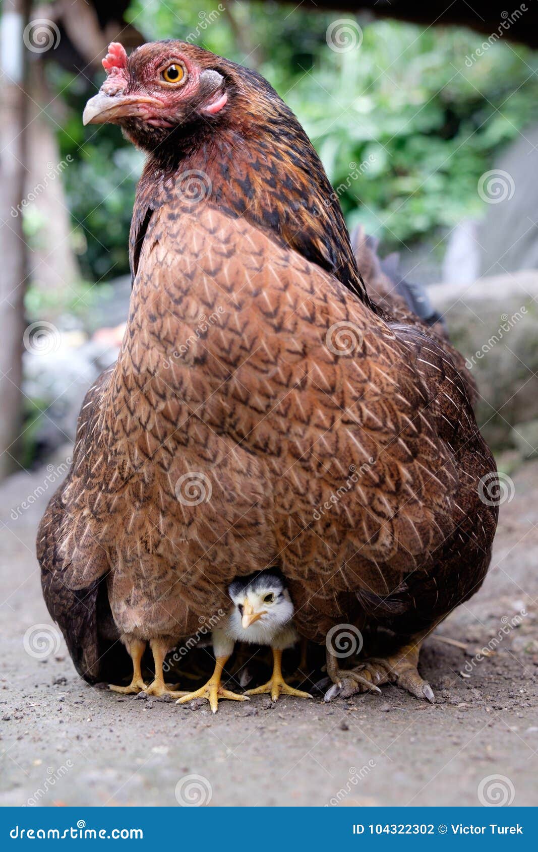 Chicks and Chicken stock photo. Image of beak, closeup - 104322302