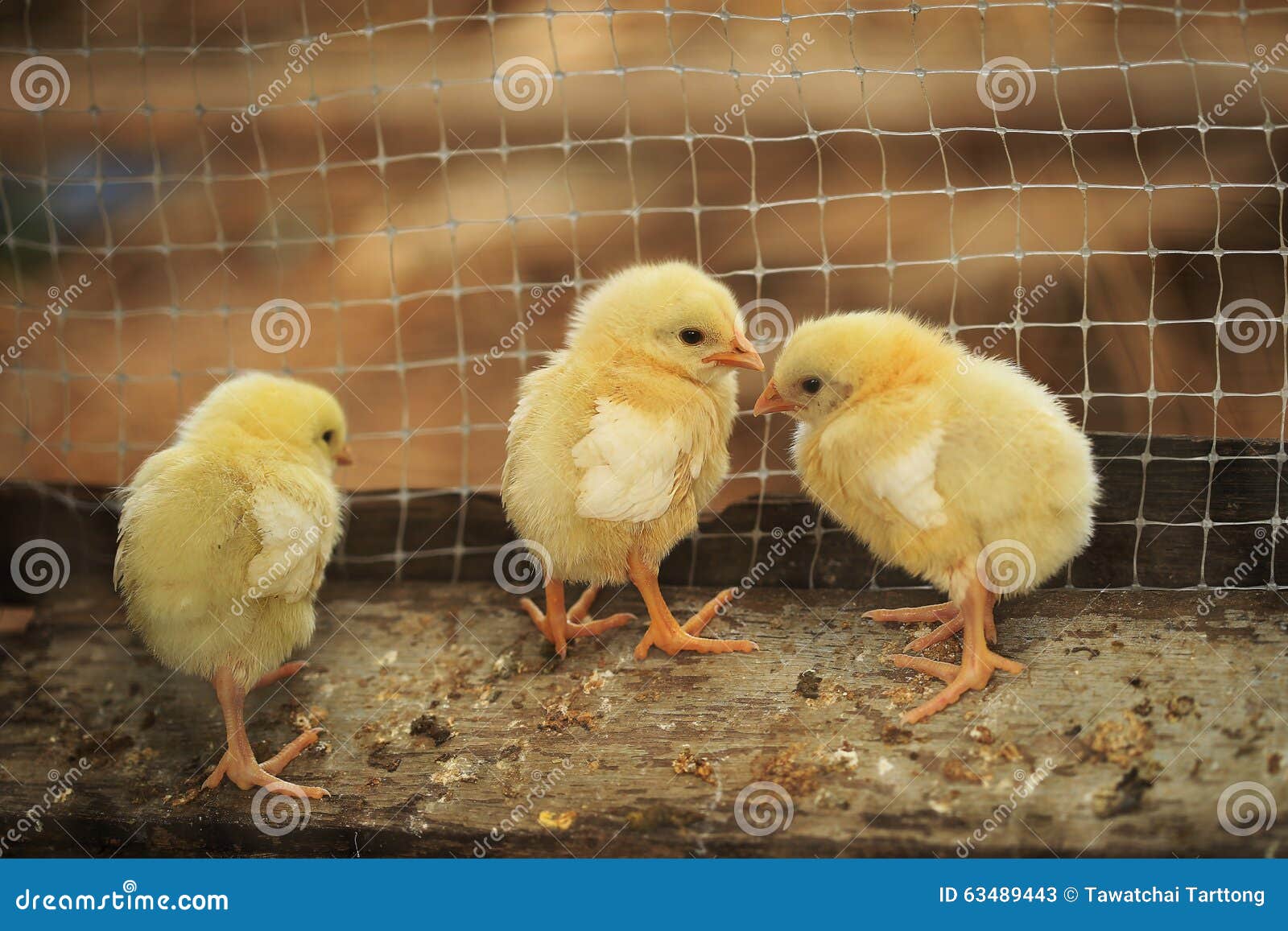 Chicks on a chicken farm stock image. Image of chickens - 63489443