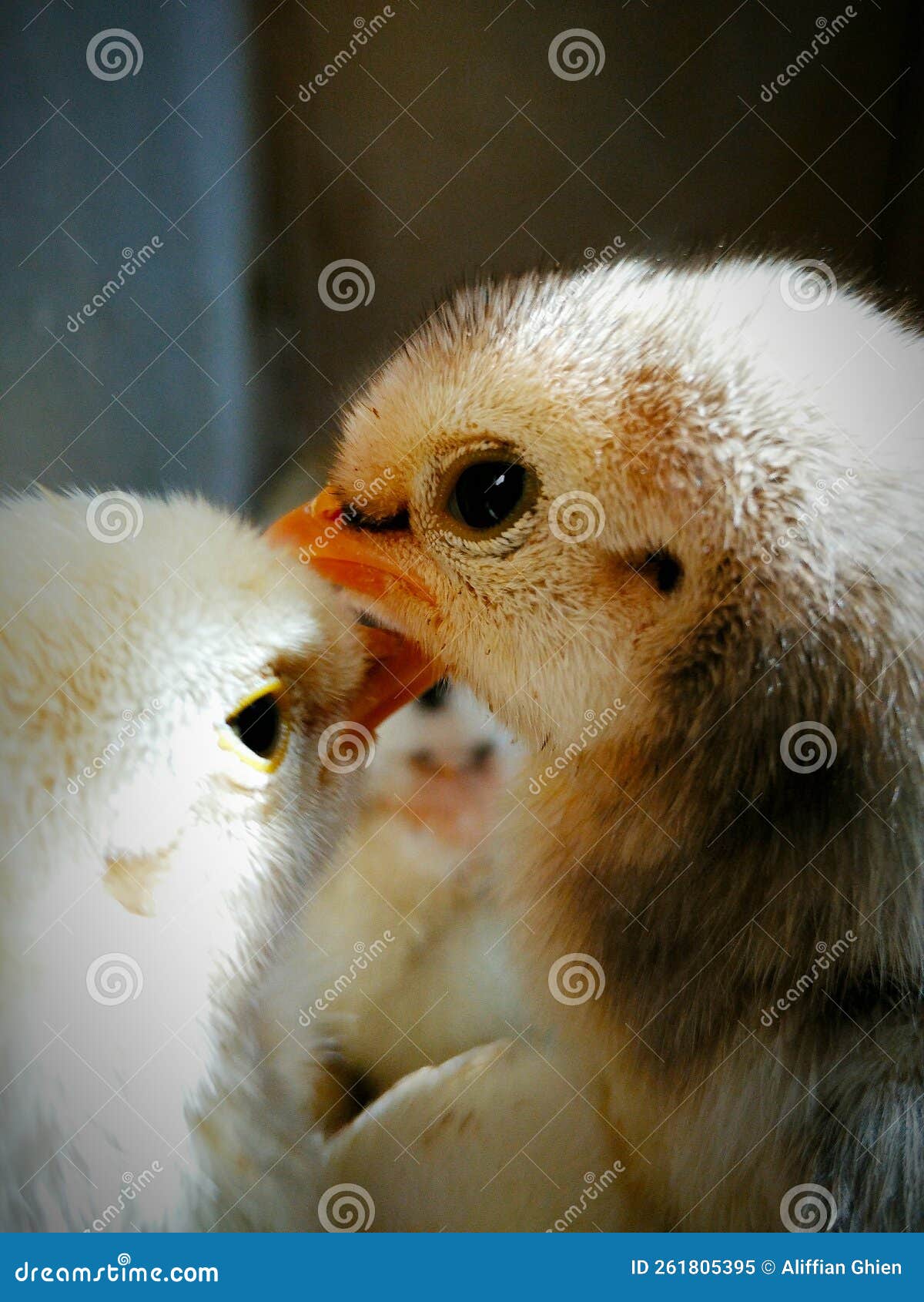 Chicks on a Chicken Farm Staring at the Camera. Stock Image - Image of ...