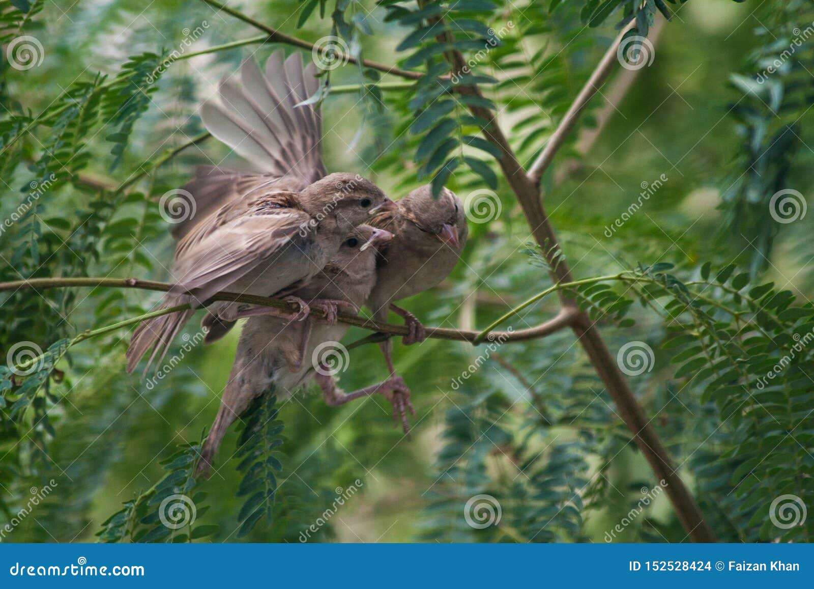 Chicks of a Common House Sparrow Stock Photo - Image of chicks, nature ...