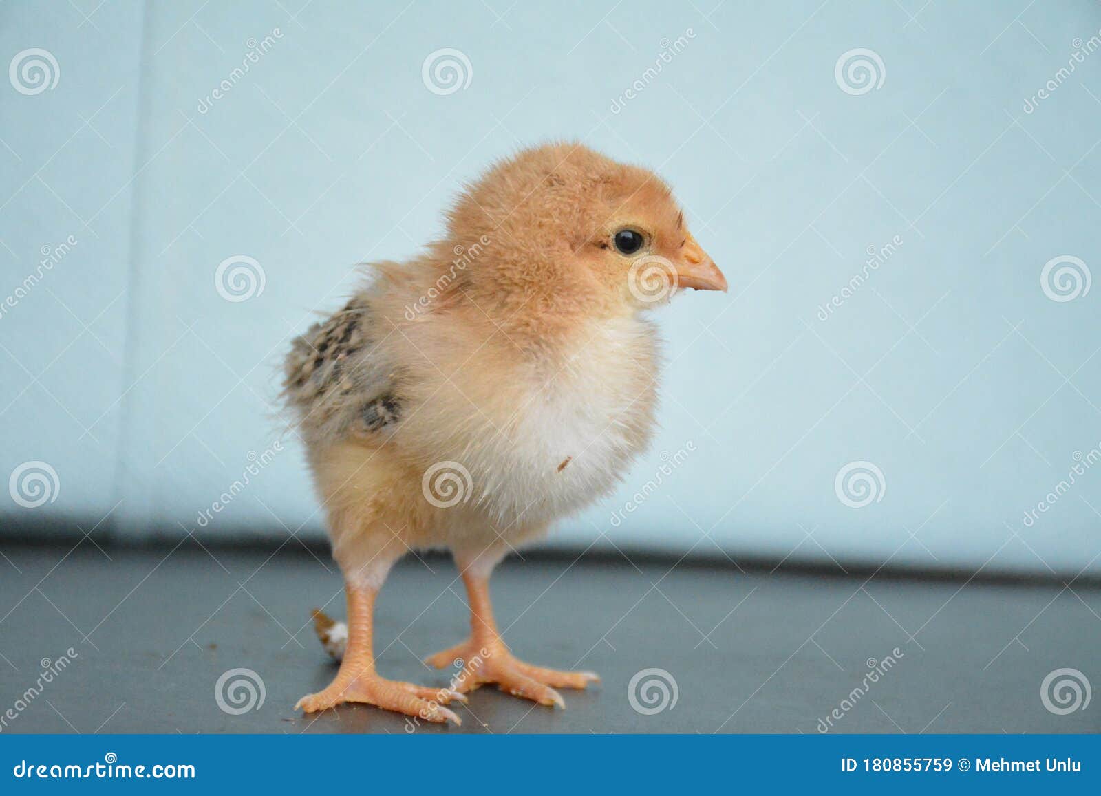 The Chicks are Cute with Their Colors and Feathers . Stock Image ...