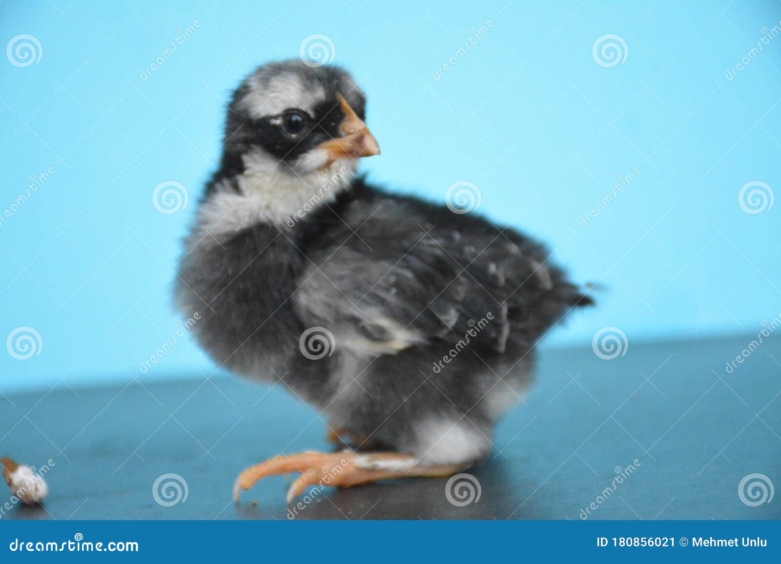 The Chicks are Cute with Their Colors and Feathers . Stock Image ...