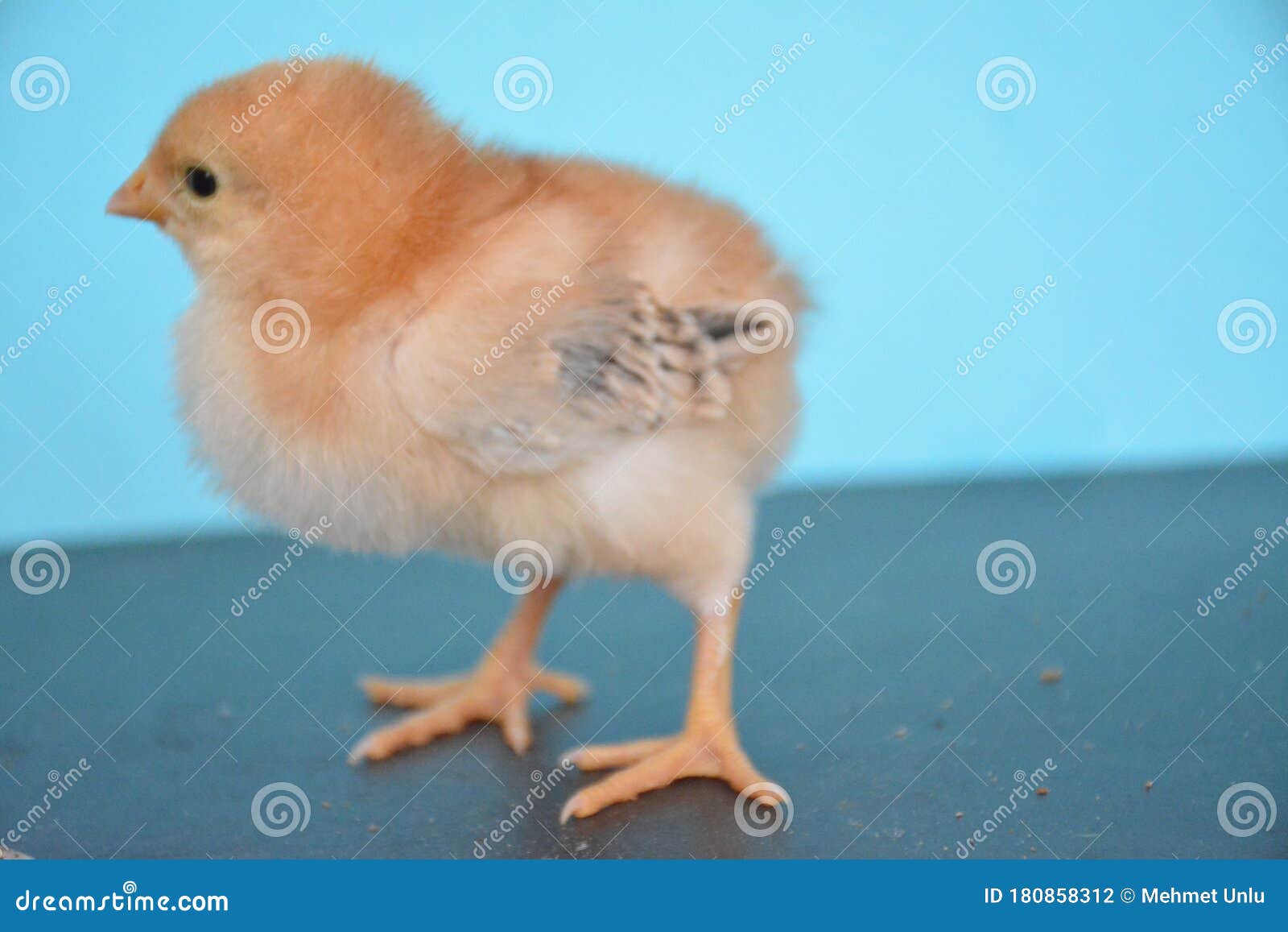 The Chicks are Cute with Their Colors and Feathers . Stock Photo ...