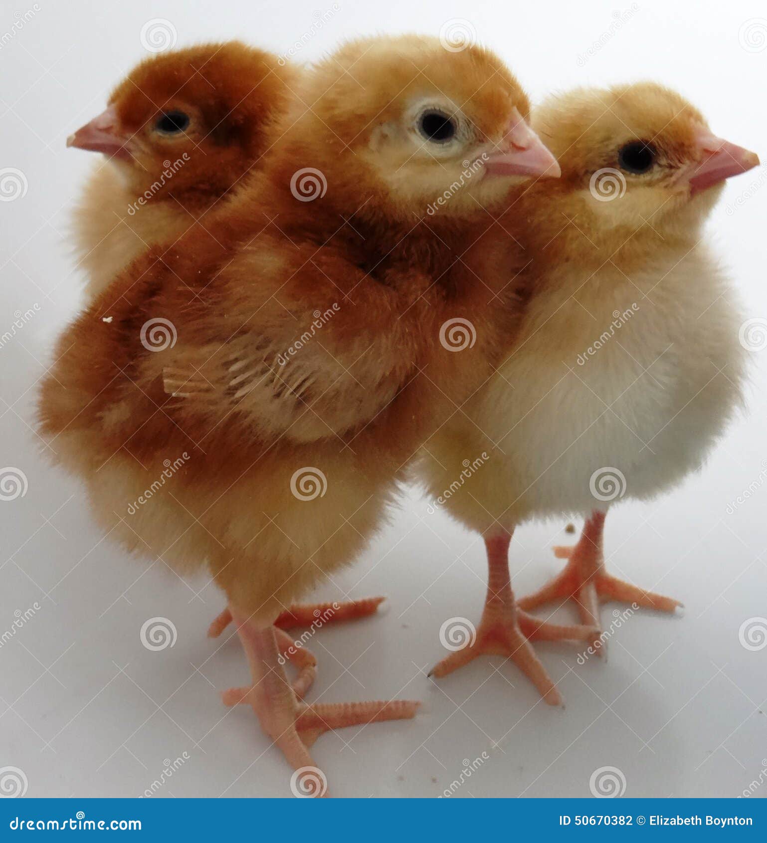 3 Chicks stock photo. Image of easter, yellow, eggs, cheep - 50670382
