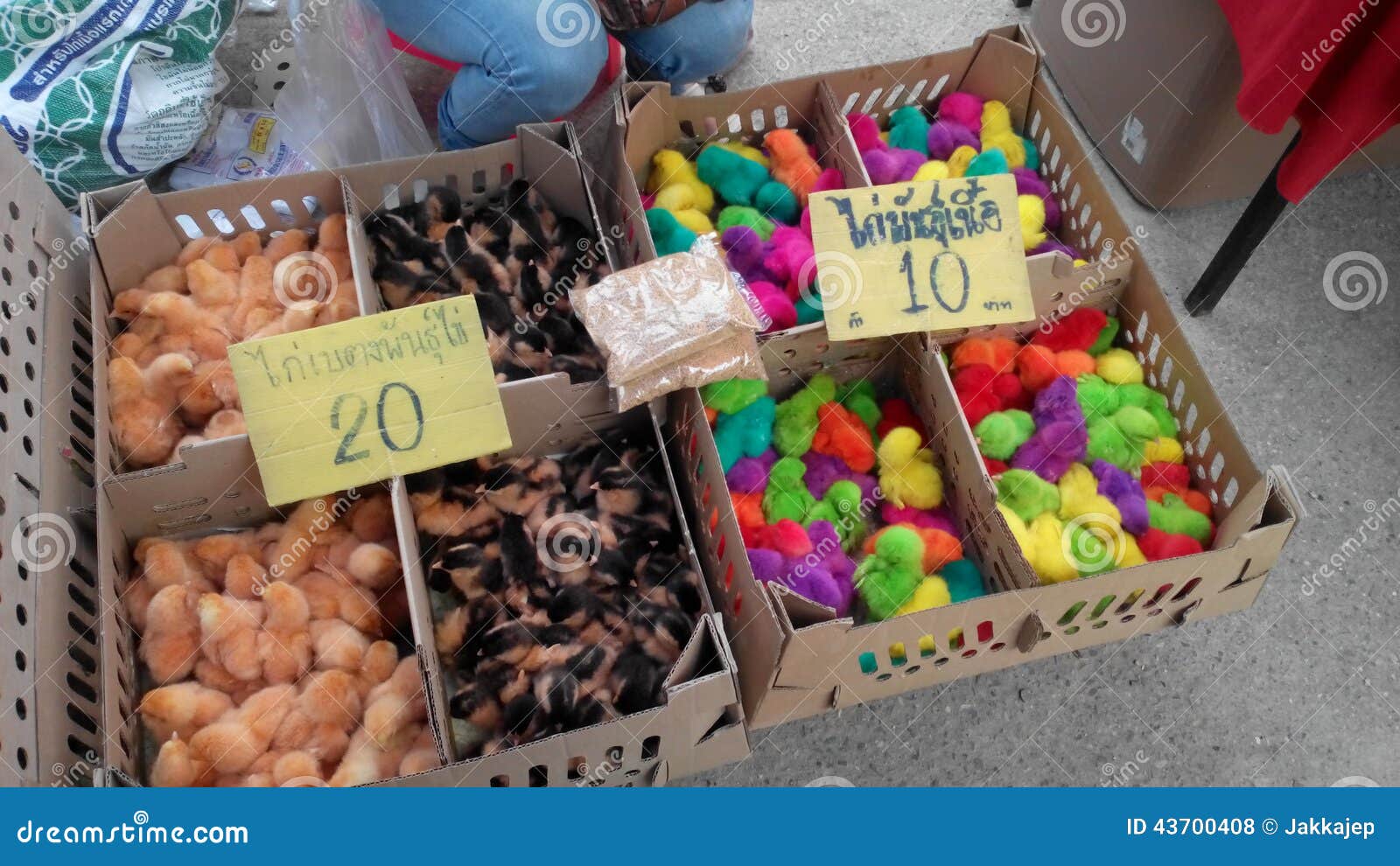 Colorful chicks editorial stock photo. Image of sale - 43700408