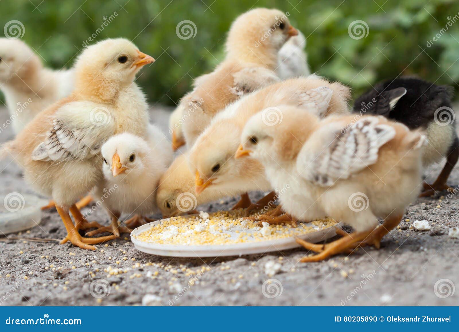 Chicks stock photo. Image of chick, cockerel, beak, eating - 80205890